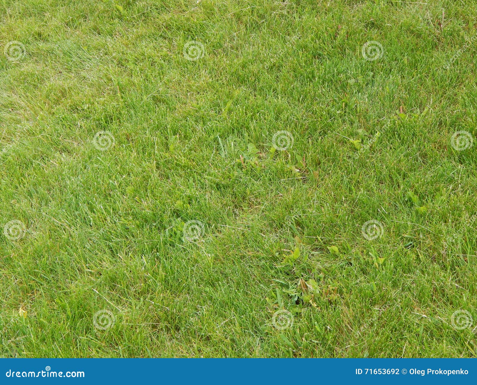 The texture of grass stock photo. Image of wall, material - 71653692
