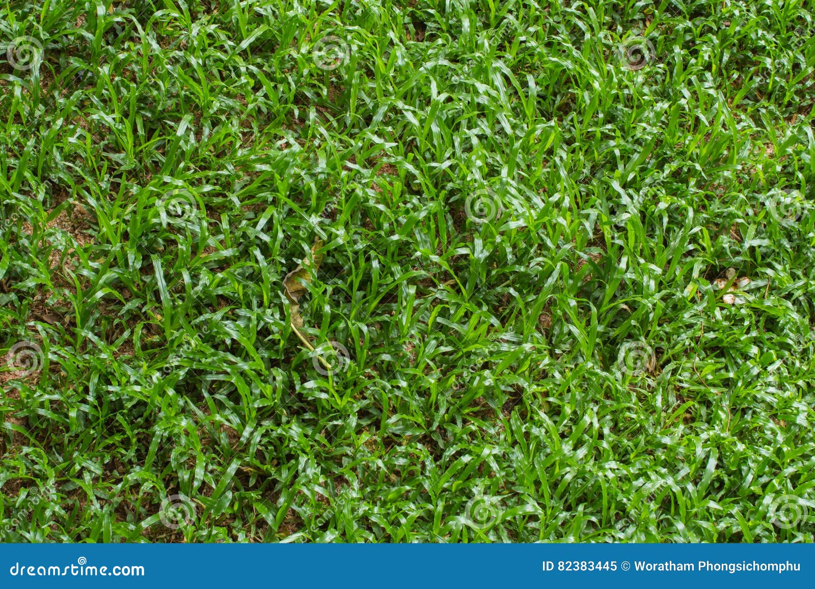 Texture of grass stock image. Image of vegetation, yard - 82383445