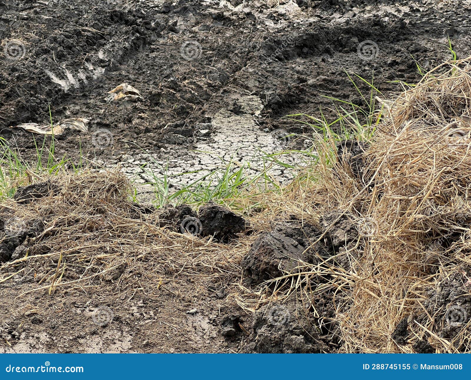 The Texture of the Grass and the Soil in the Field Stock Image - Image ...