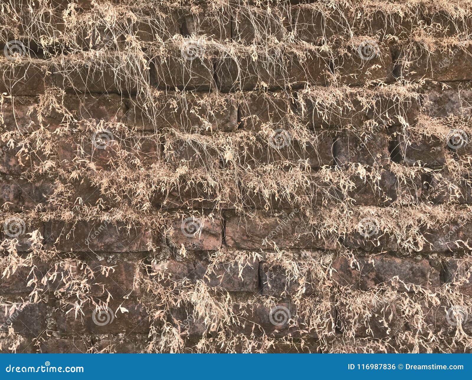 Texture. Grass on a Vertical Wall. Stock Photo - Image of high, natural ...