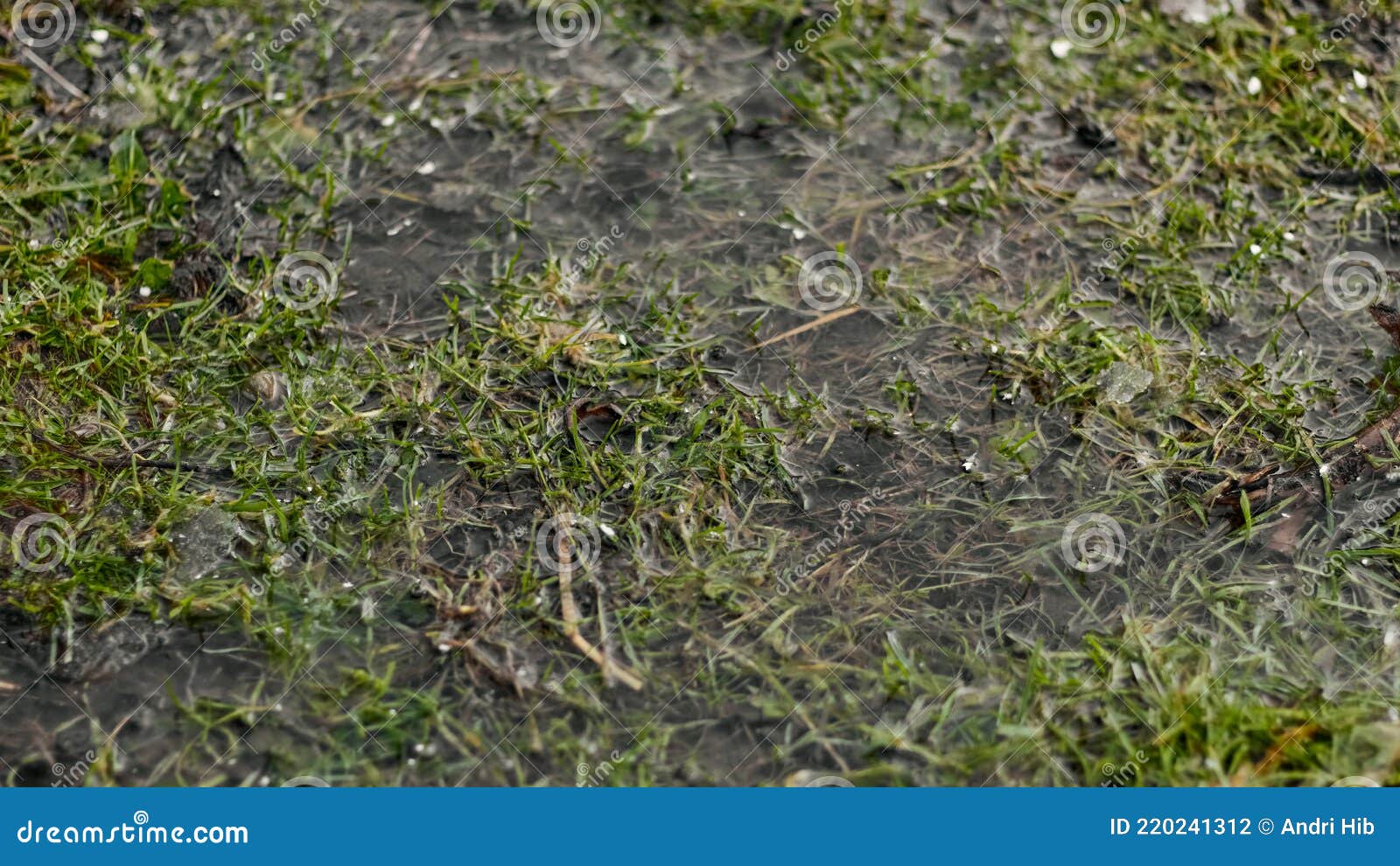 Texture of Grass and Water, Swamp. Stock Photo - Image of tree ...