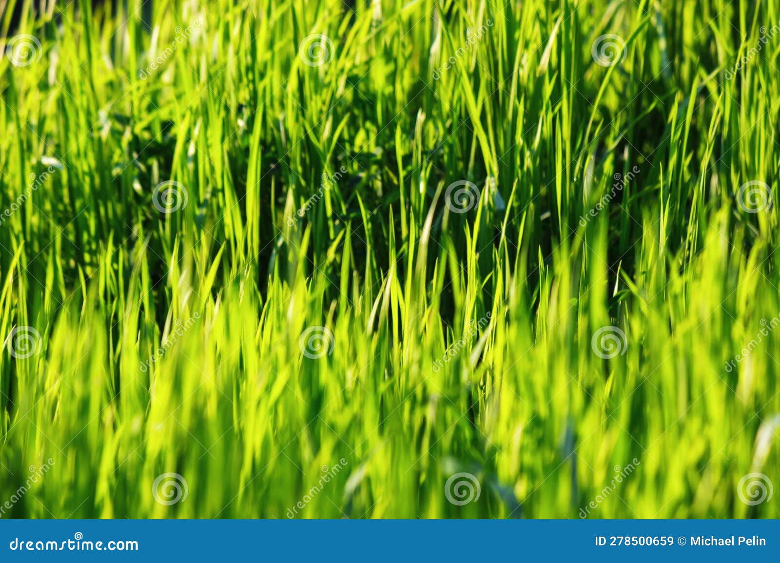 Texture of Grassy Lawn in Spring Stock Image - Image of ecology, plant ...