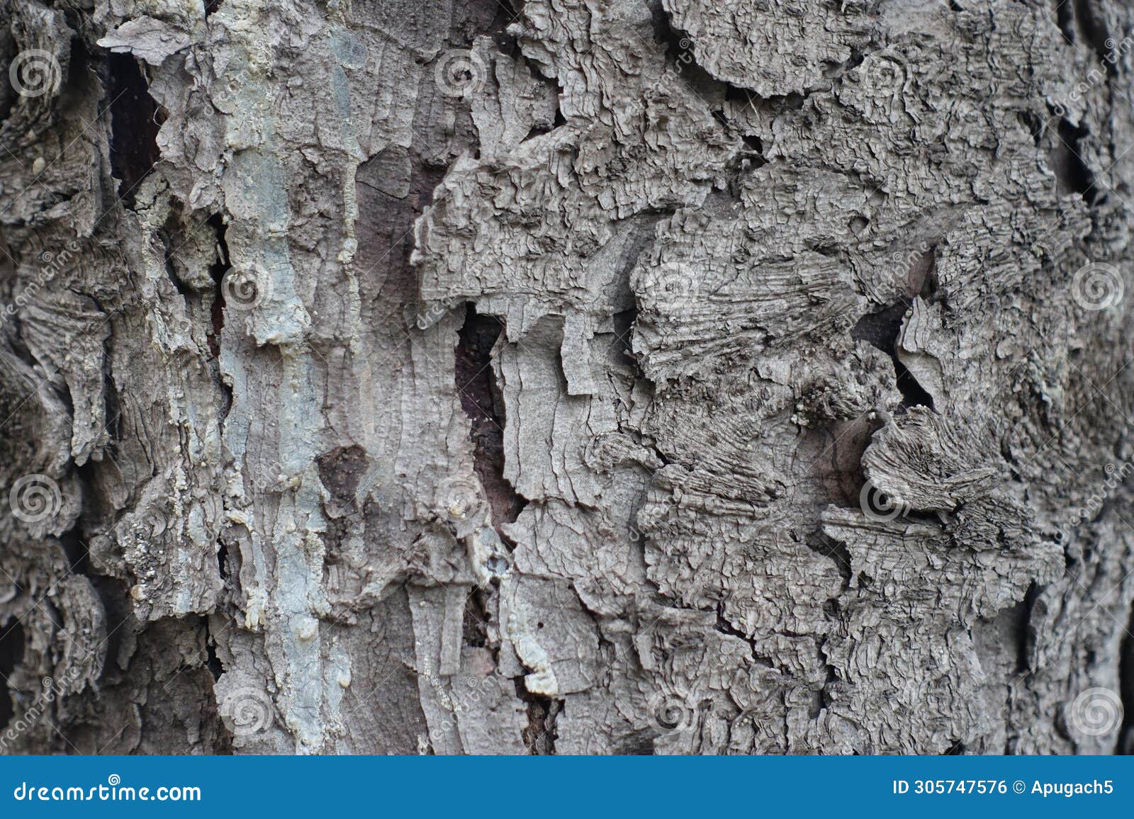 Texture of Gray Bark of European Spruce Stock Photo - Image of nature ...