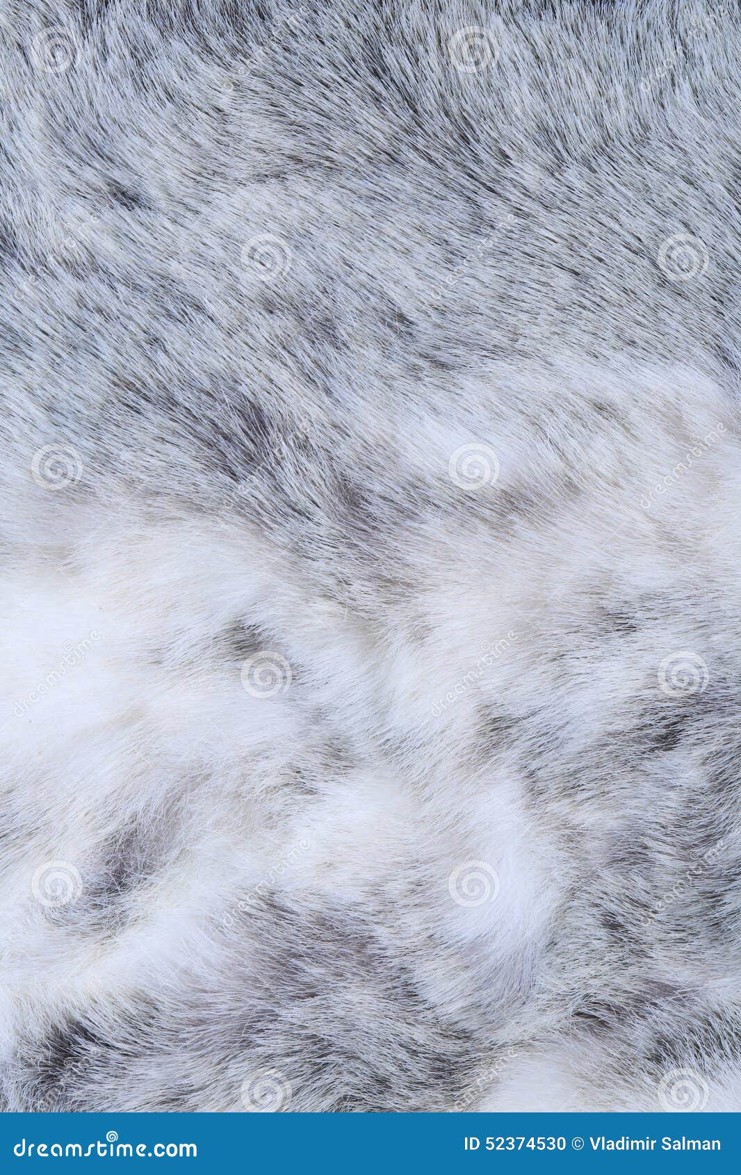 Texture of gray fur stock photo. Image of gray, studio - 52374530