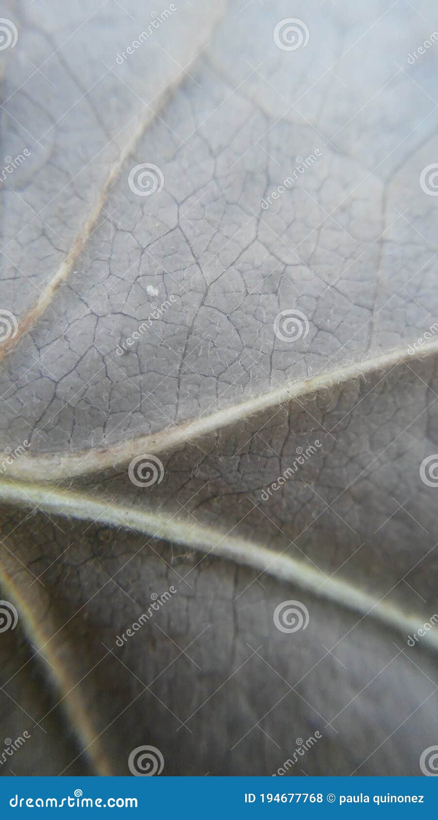 Texture of a gray leaf stock photo. Image of soil, invertebrate - 194677768
