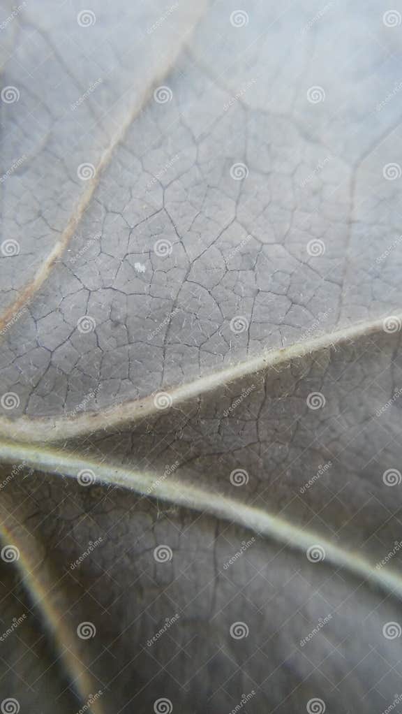 Texture of a gray leaf stock photo. Image of soil, invertebrate - 194677768