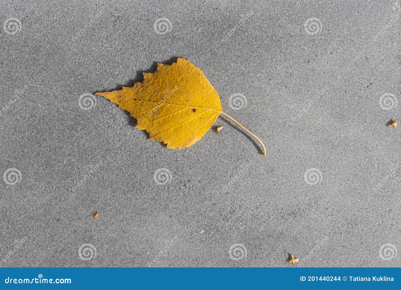 Texture of Gray Marble Path with One Birch Yellow Leaf and Seeds is in ...