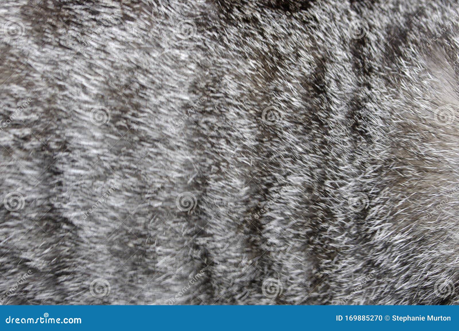 Texture of Gray Tabby Cat Fur Stock Photo - Image of backdrop, stripped ...