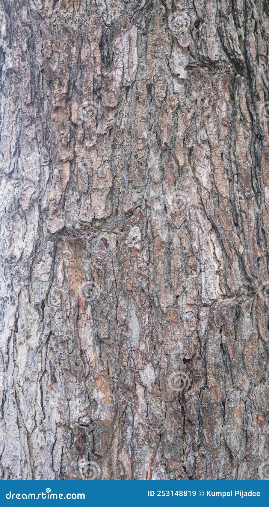 Texture of gray tree bark stock image. Image of deciduous - 253148819