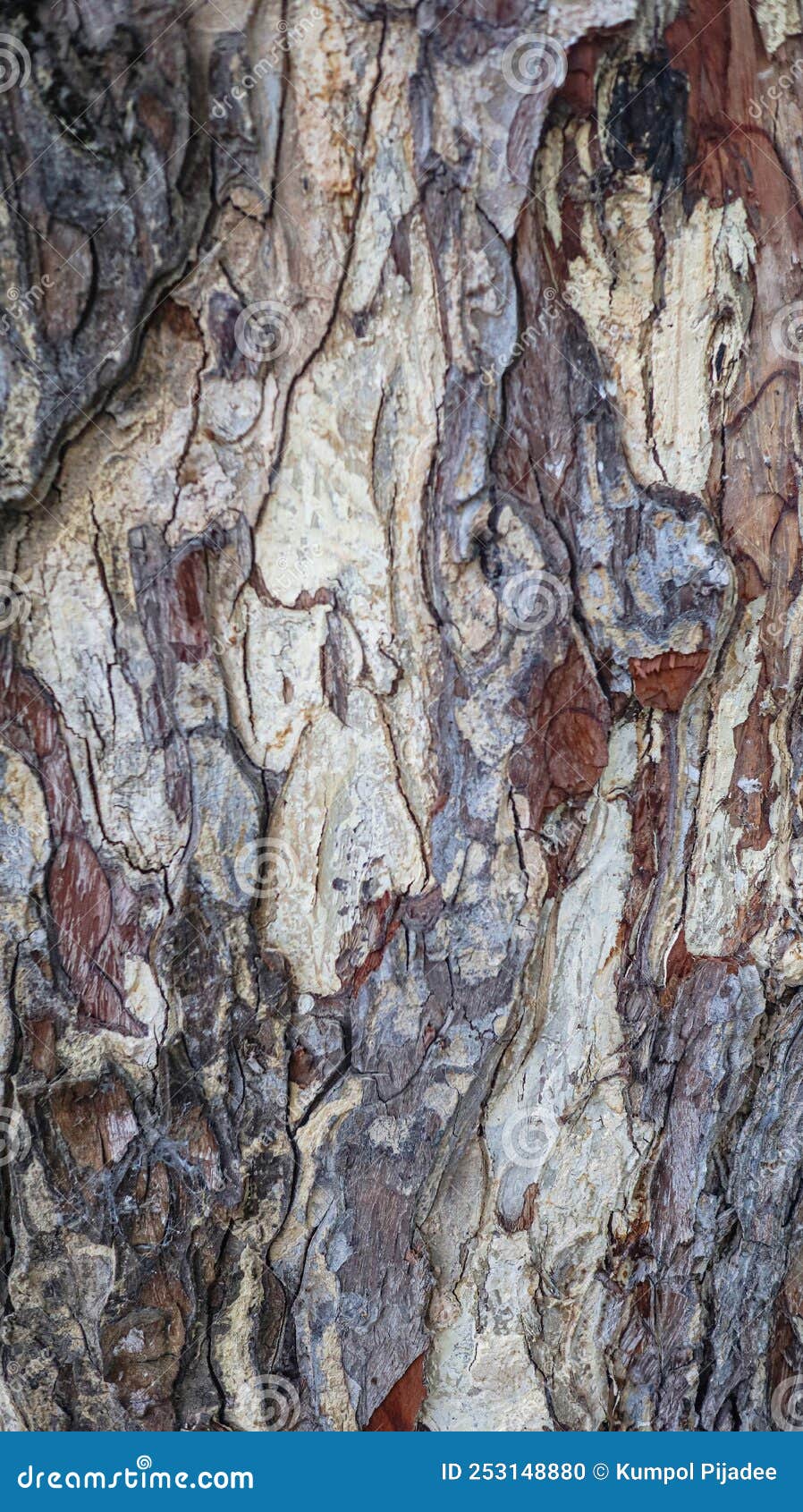 Texture of gray tree bark stock photo. Image of autumn - 253148880