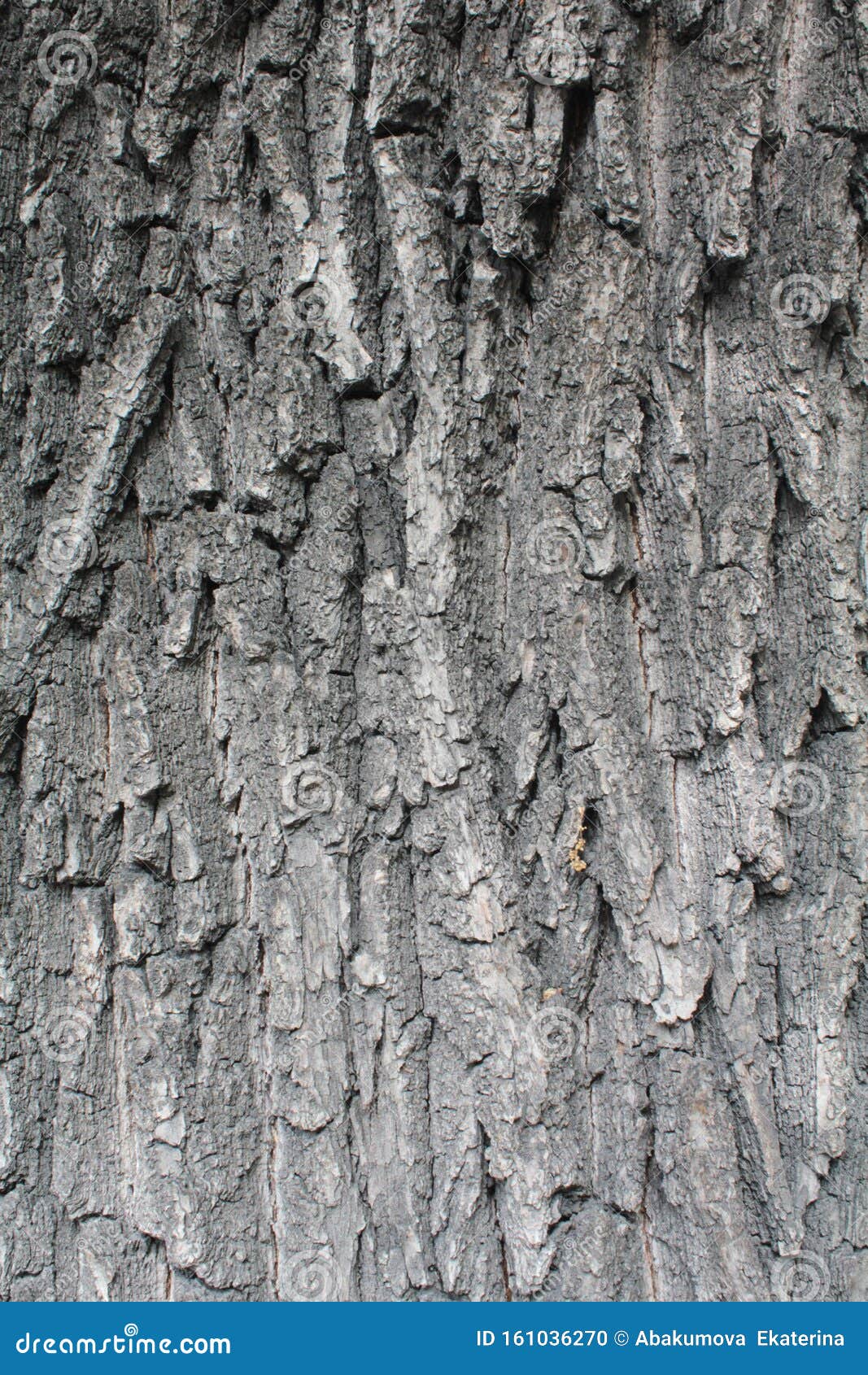Texture of gray tree bark stock photo. Image of panel - 161036270