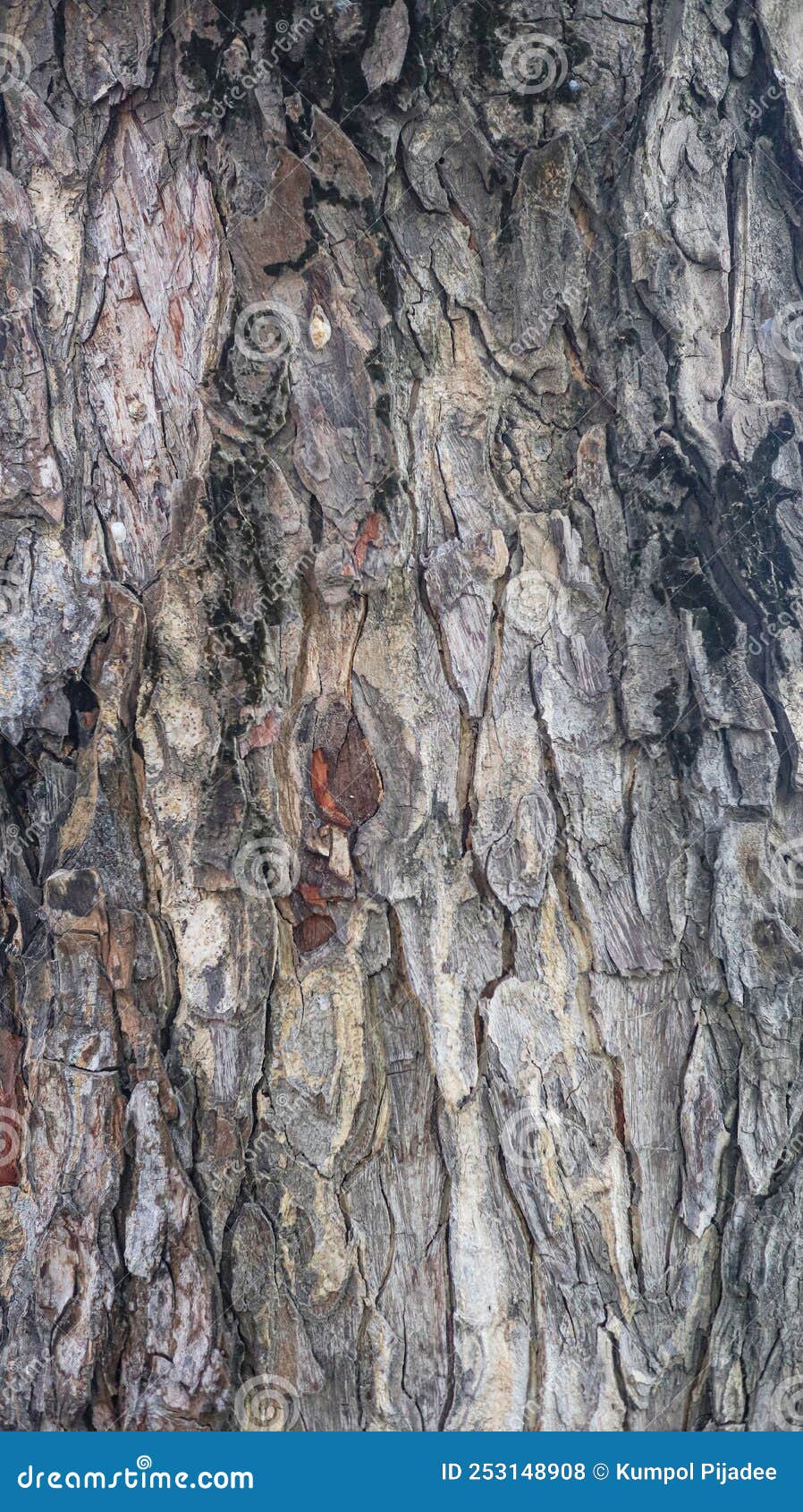 Texture of gray tree bark stock photo. Image of woodland - 253148908