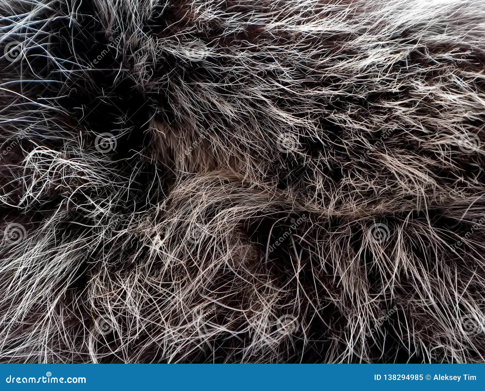 Texture of Gray Wolf Hair Fur. Texture of Fur. Wool of Wolf. Wool of ...