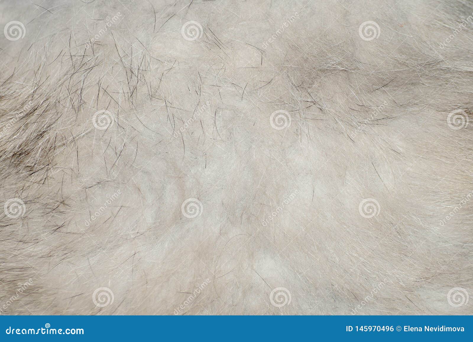 The Texture of Gray Wool Fox Belly Stock Photo - Image of abstract ...