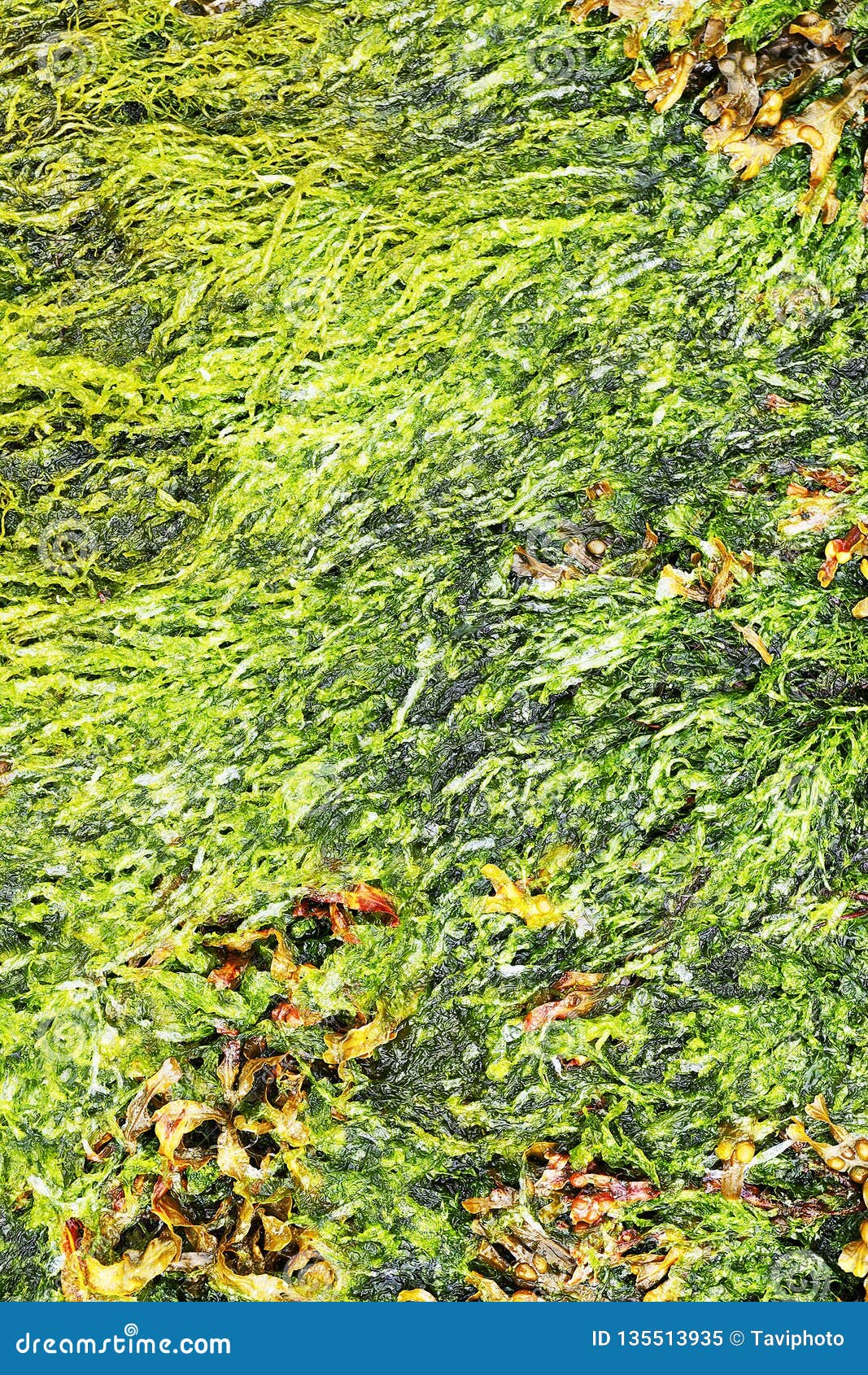Texture of green algae stock image. Image of abstract - 135513935