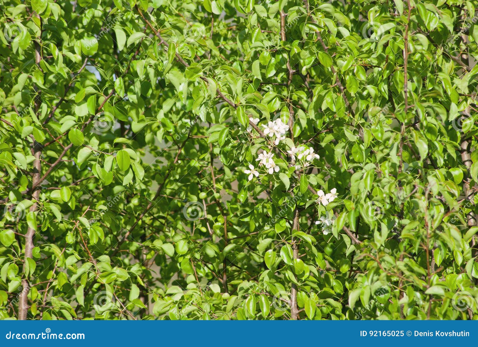 Texture of Green Apple Tree Leaves in a May Garden Stock Image - Image ...