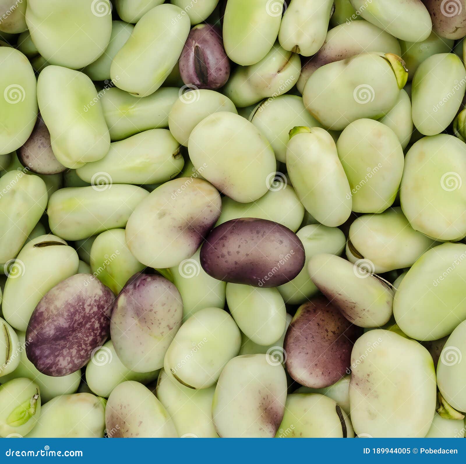 The Texture of Green Beans Close-up. Bean Harvest Stock Image - Image ...
