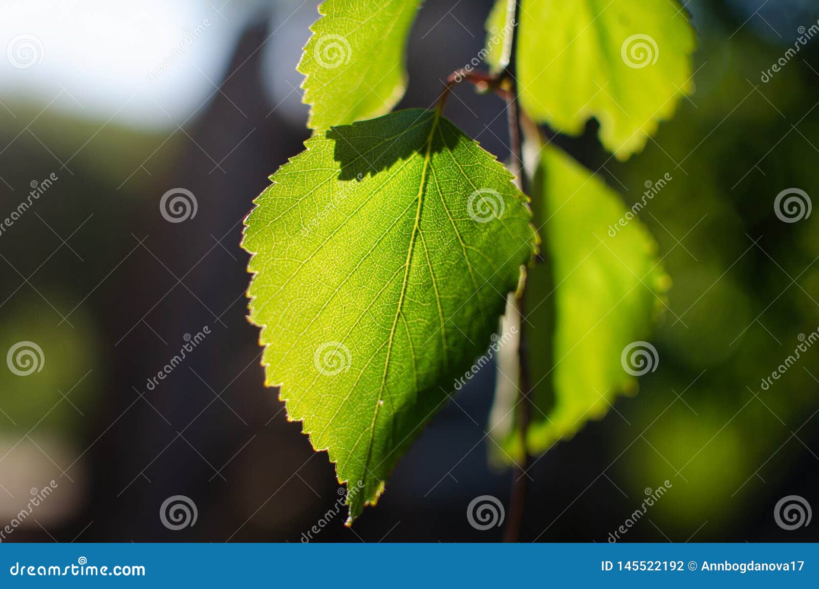 Texture of Green Birch Leaf Stock Photo - Image of decorative, nature ...