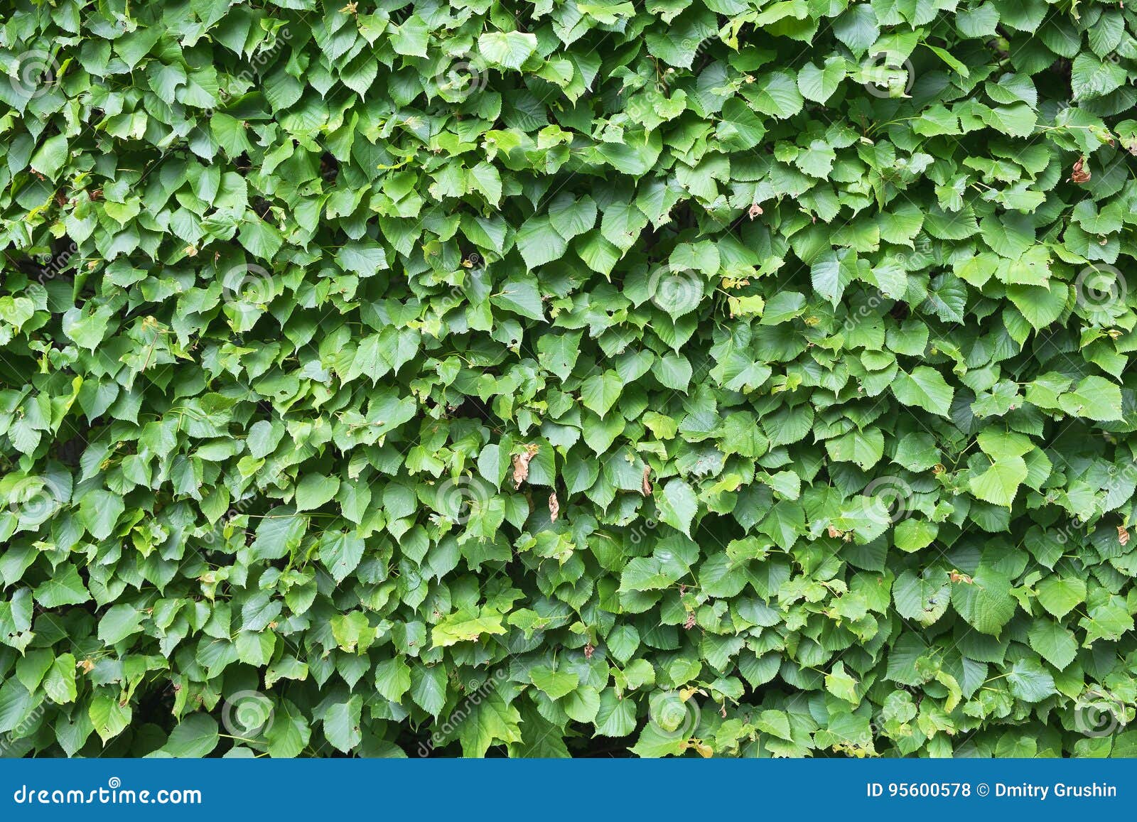 Texture of Green Bush Leaves Stock Photo - Image of juicy, texture ...