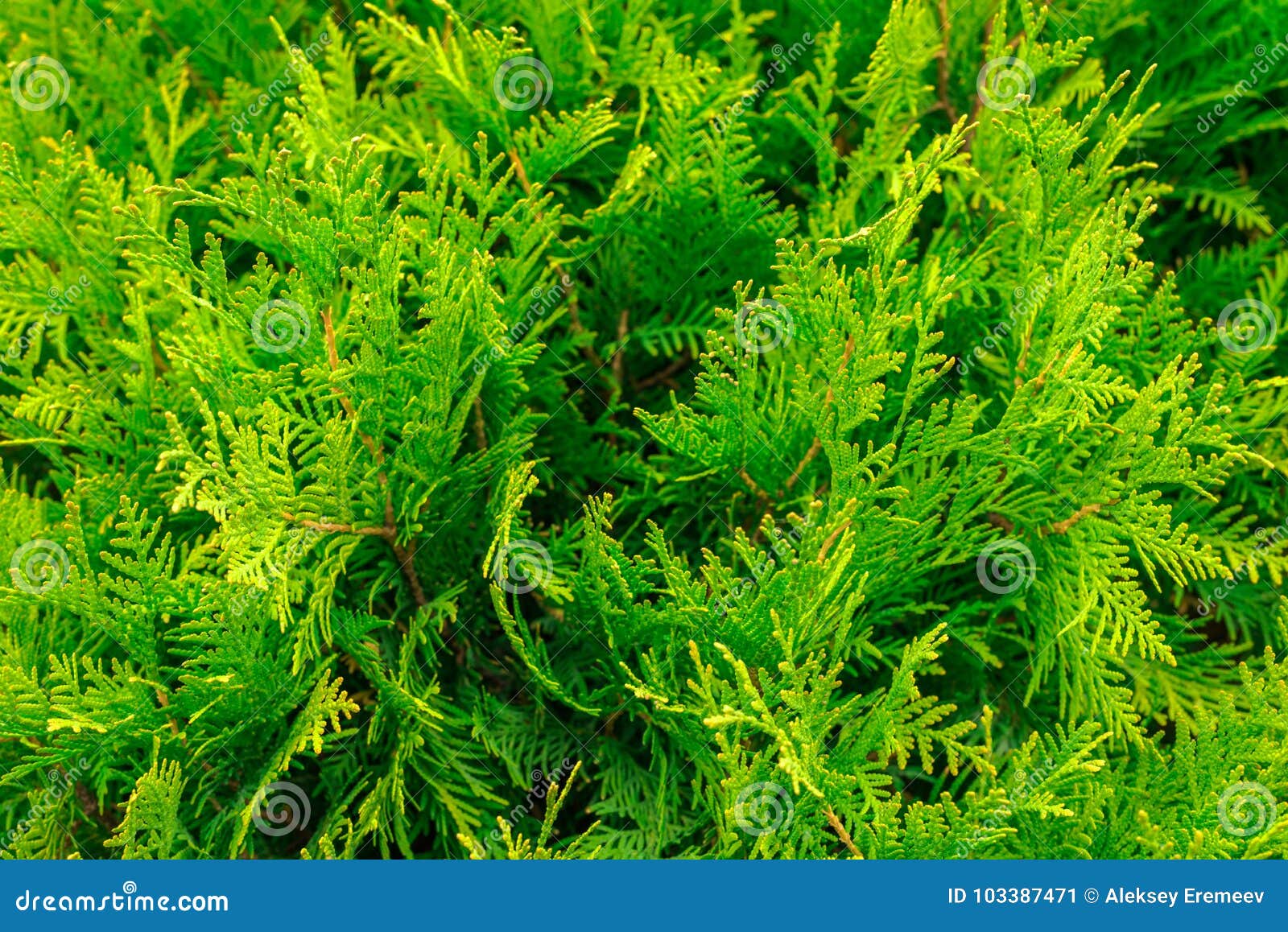 Texture Green Bush on the Whole Frame Stock Image - Image of nature ...
