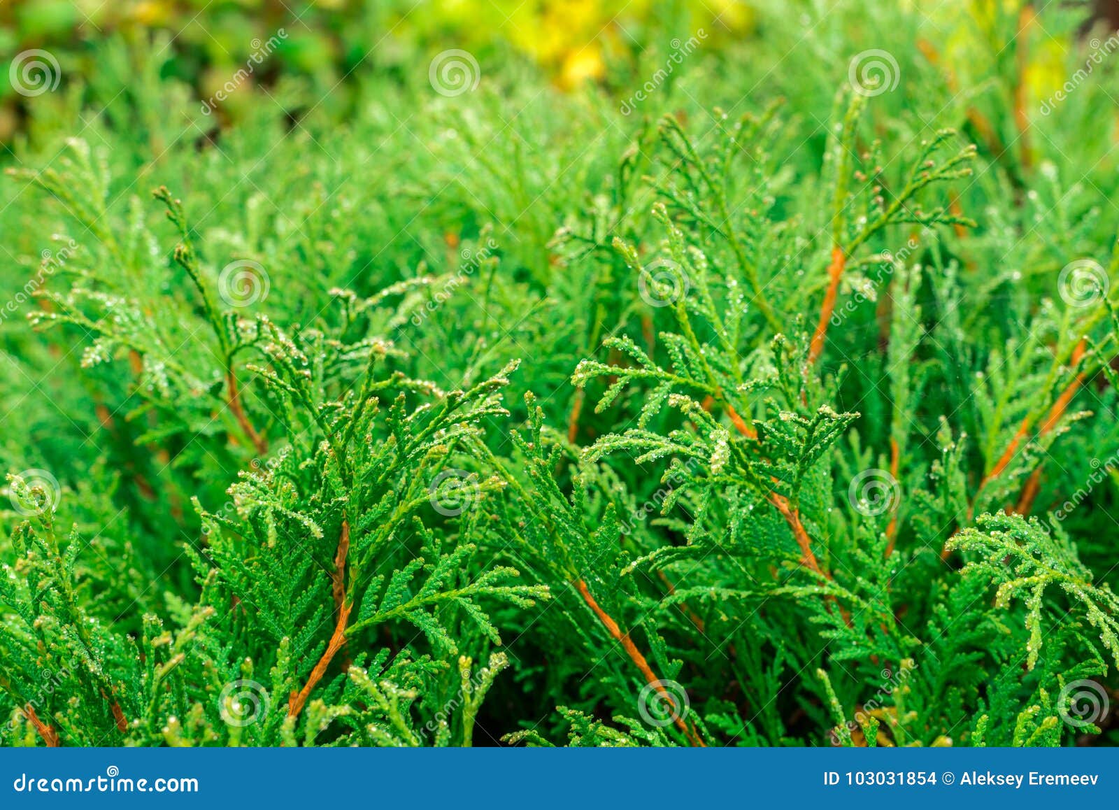 Texture Green Bush on the Whole Frame Stock Photo - Image of life ...