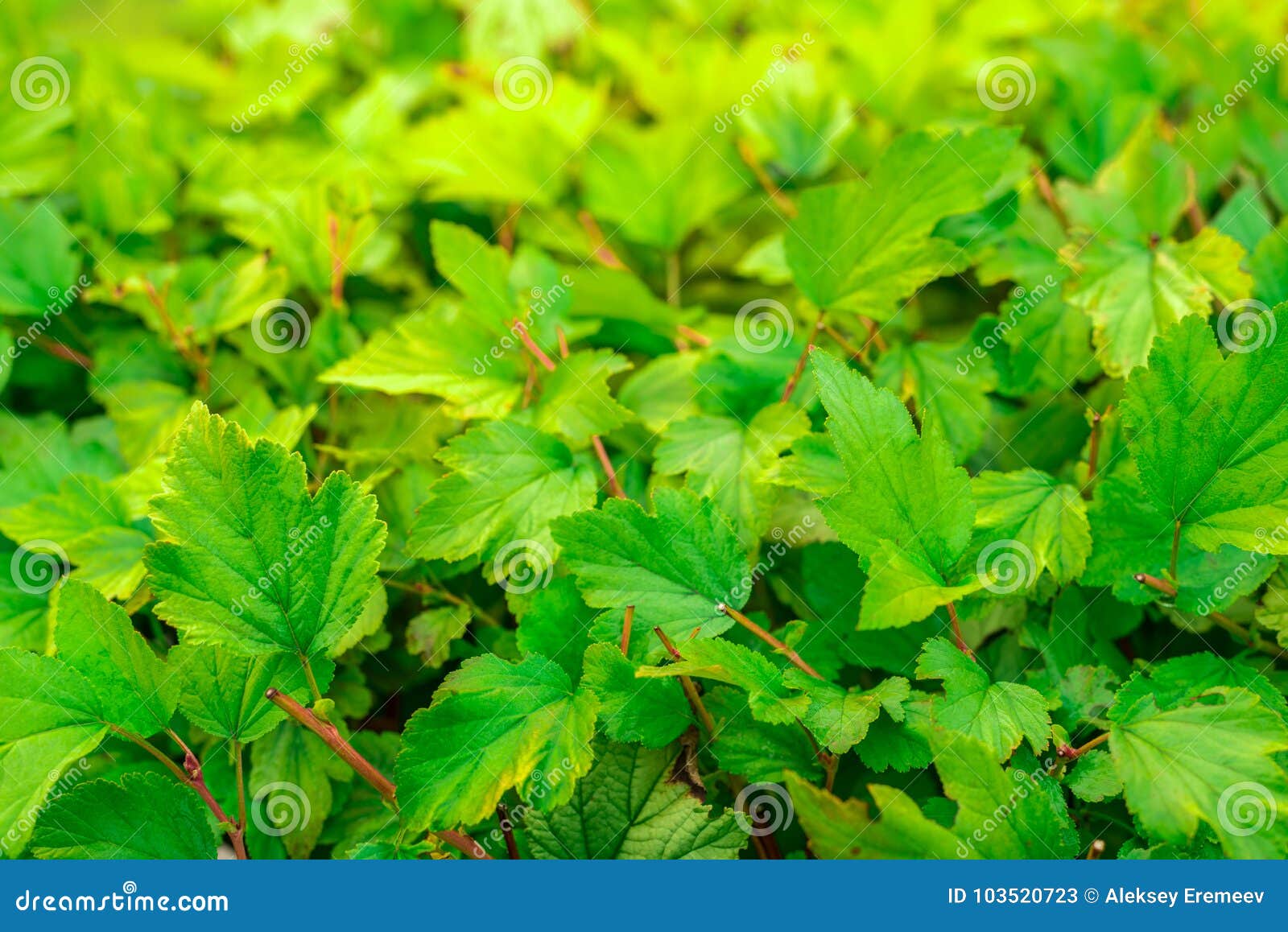 Texture Green Bush on the Whole Frame Stock Image - Image of lawn ...