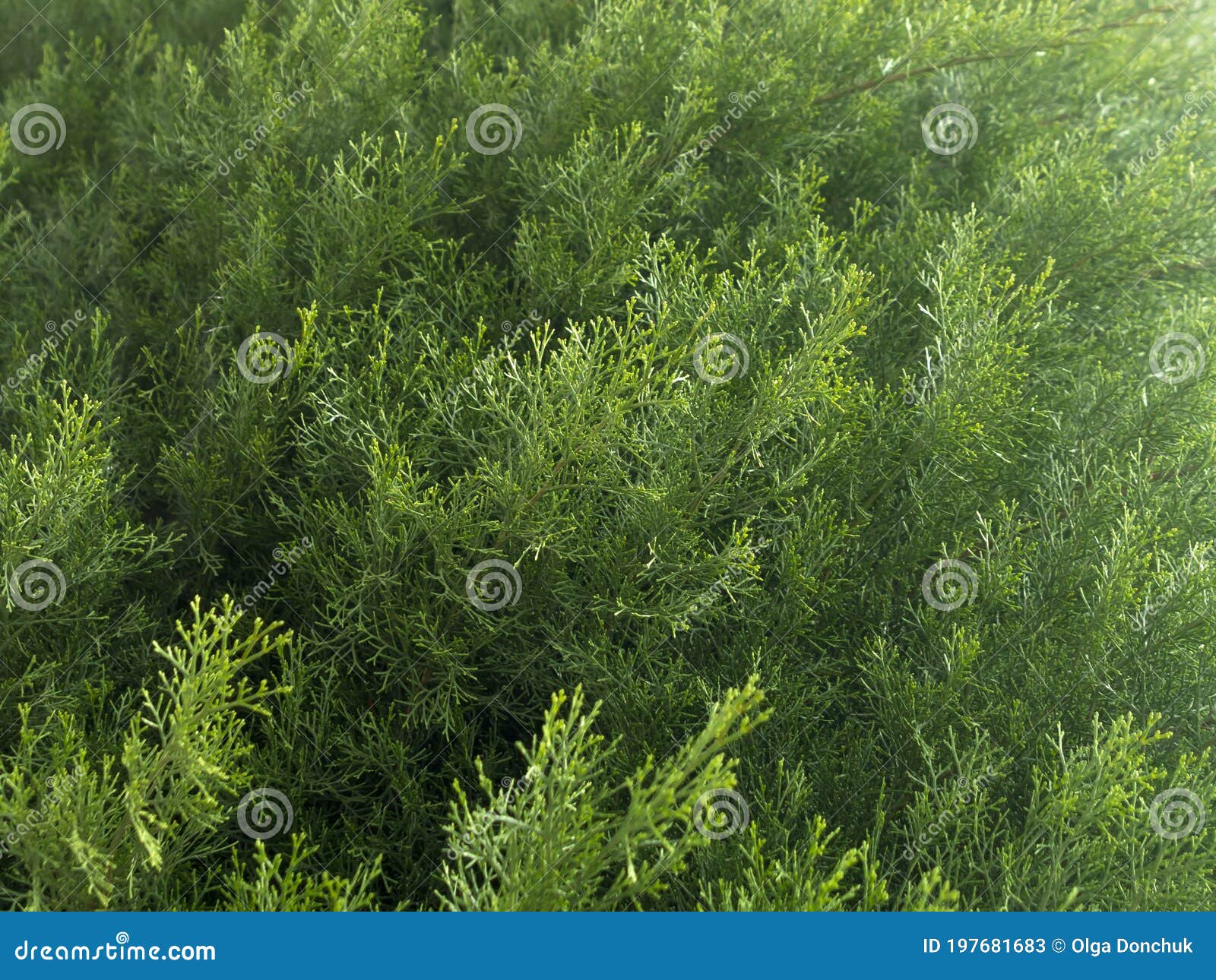 Texture of Green Cedar Tree Branches Stock Image - Image of hedge ...