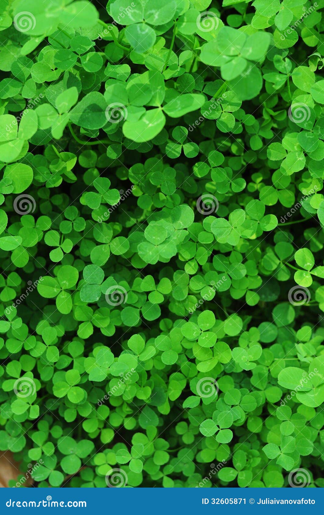 Texture of a green clover stock image. Image of glare - 32605871