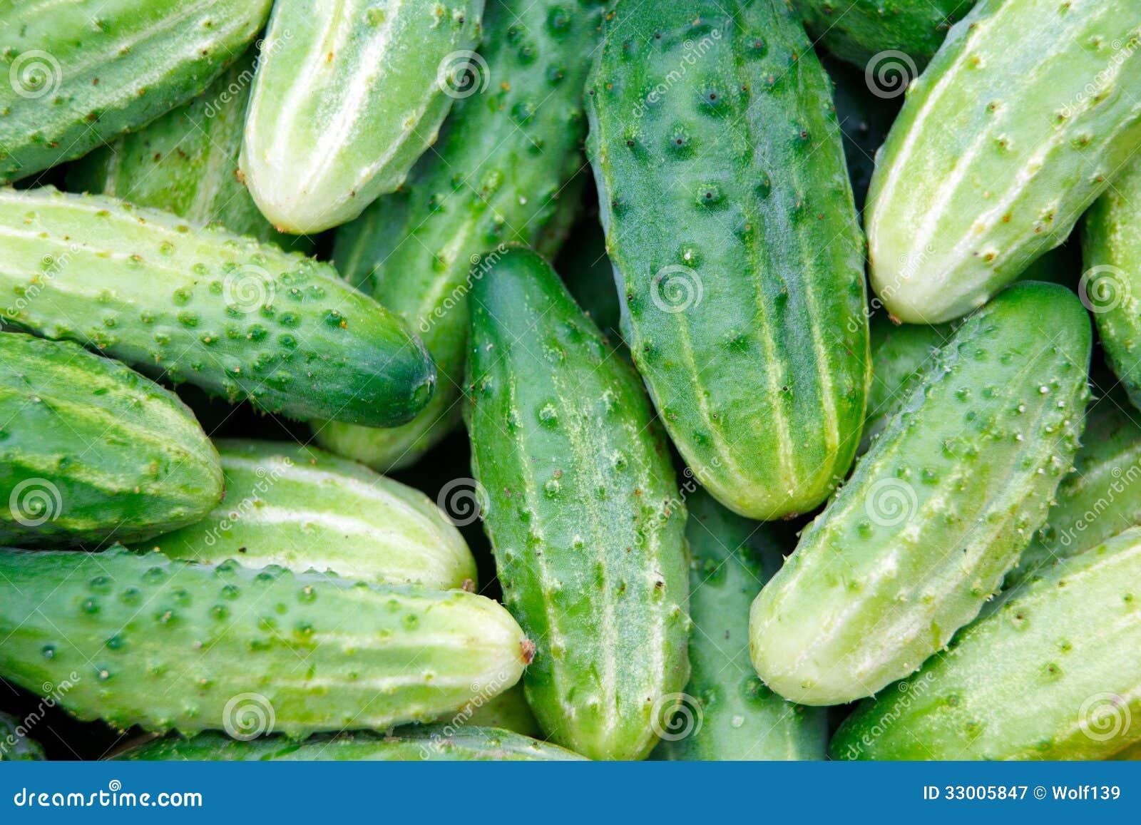 Texture of green cucumbers stock image. Image of garden - 33005847