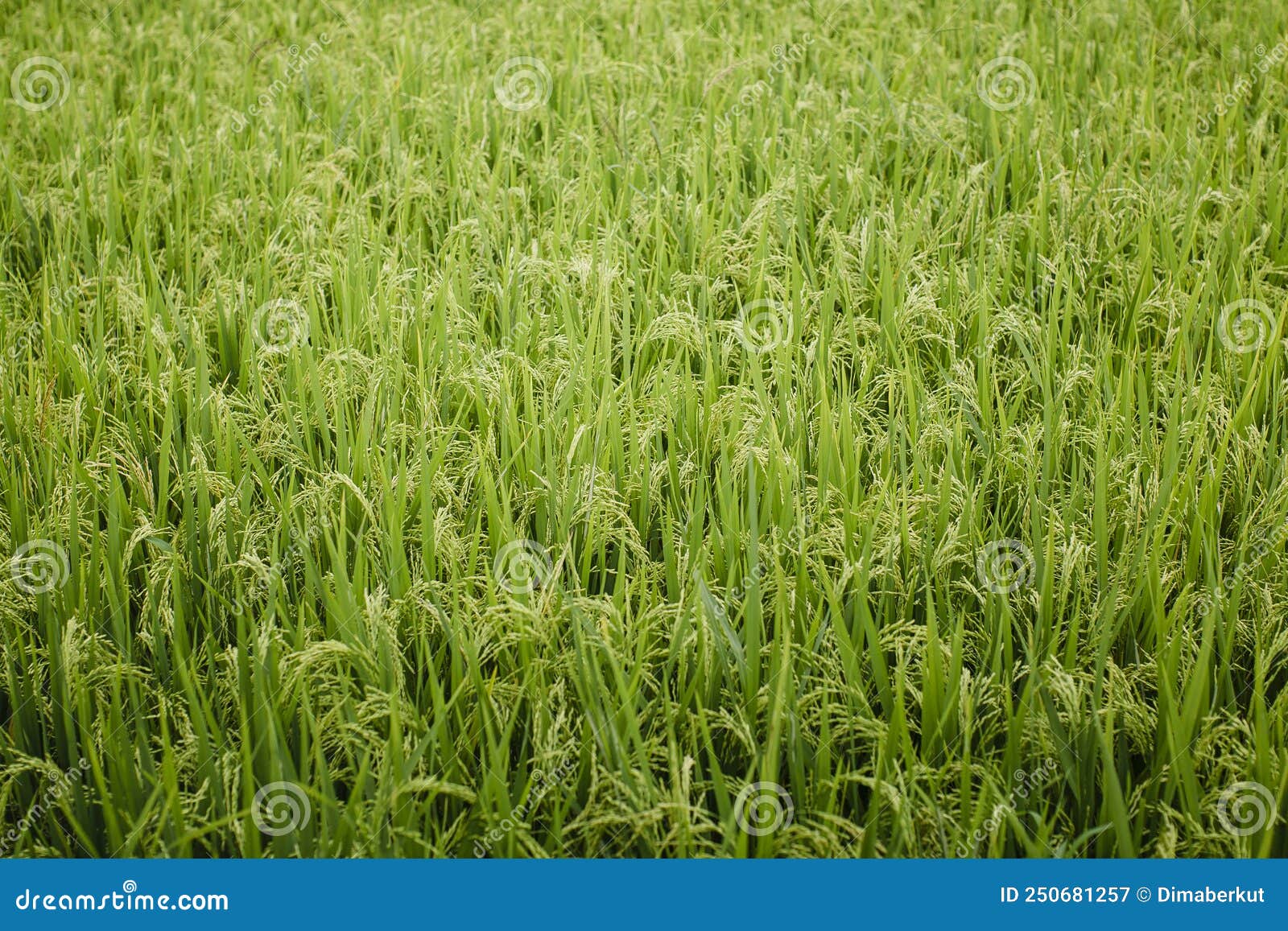 The Texture of Green Fields of Rice in the Afternoon Sunlight. Stock ...