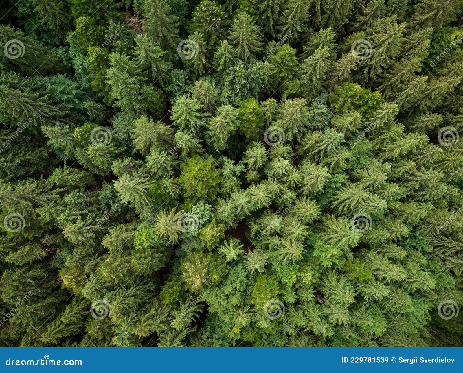 Texture of Green Fir Trees Aerial View Stock Image - Image of panoramic ...