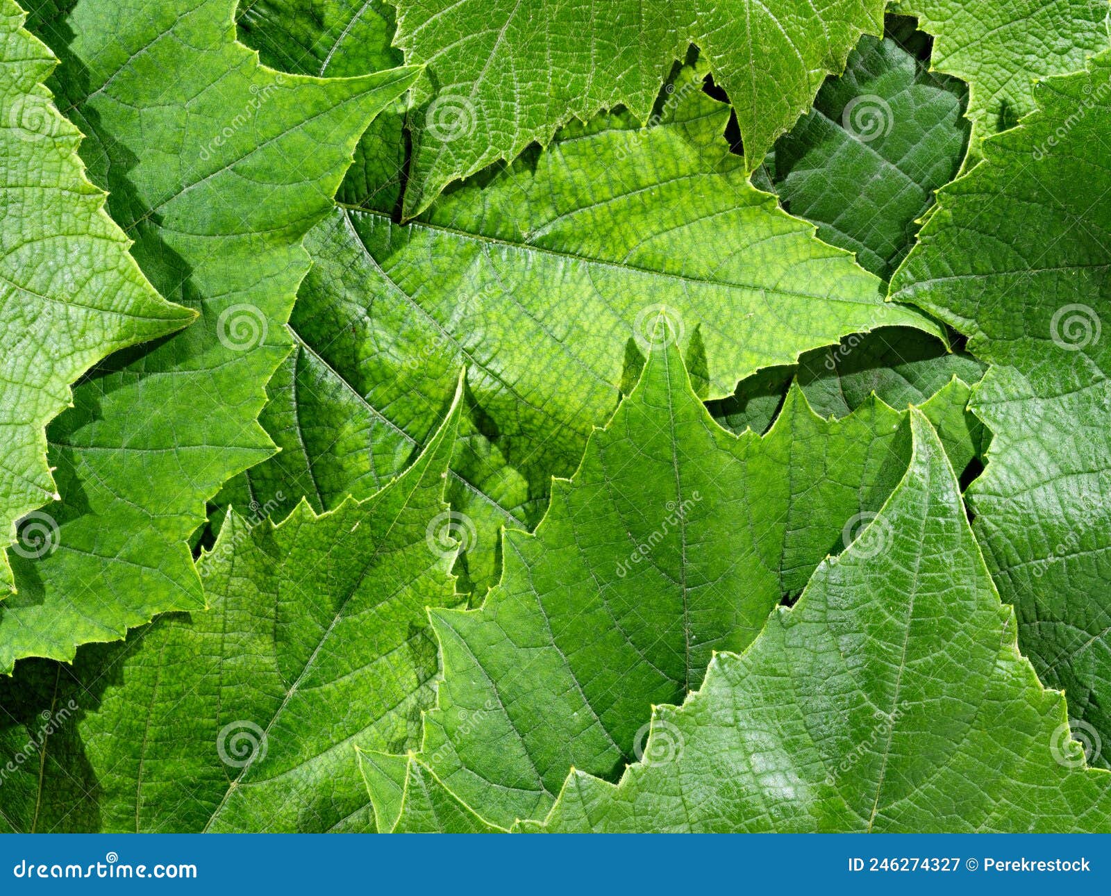 Green Grape Leaves Texture As Background Stock Image - Image of grape ...