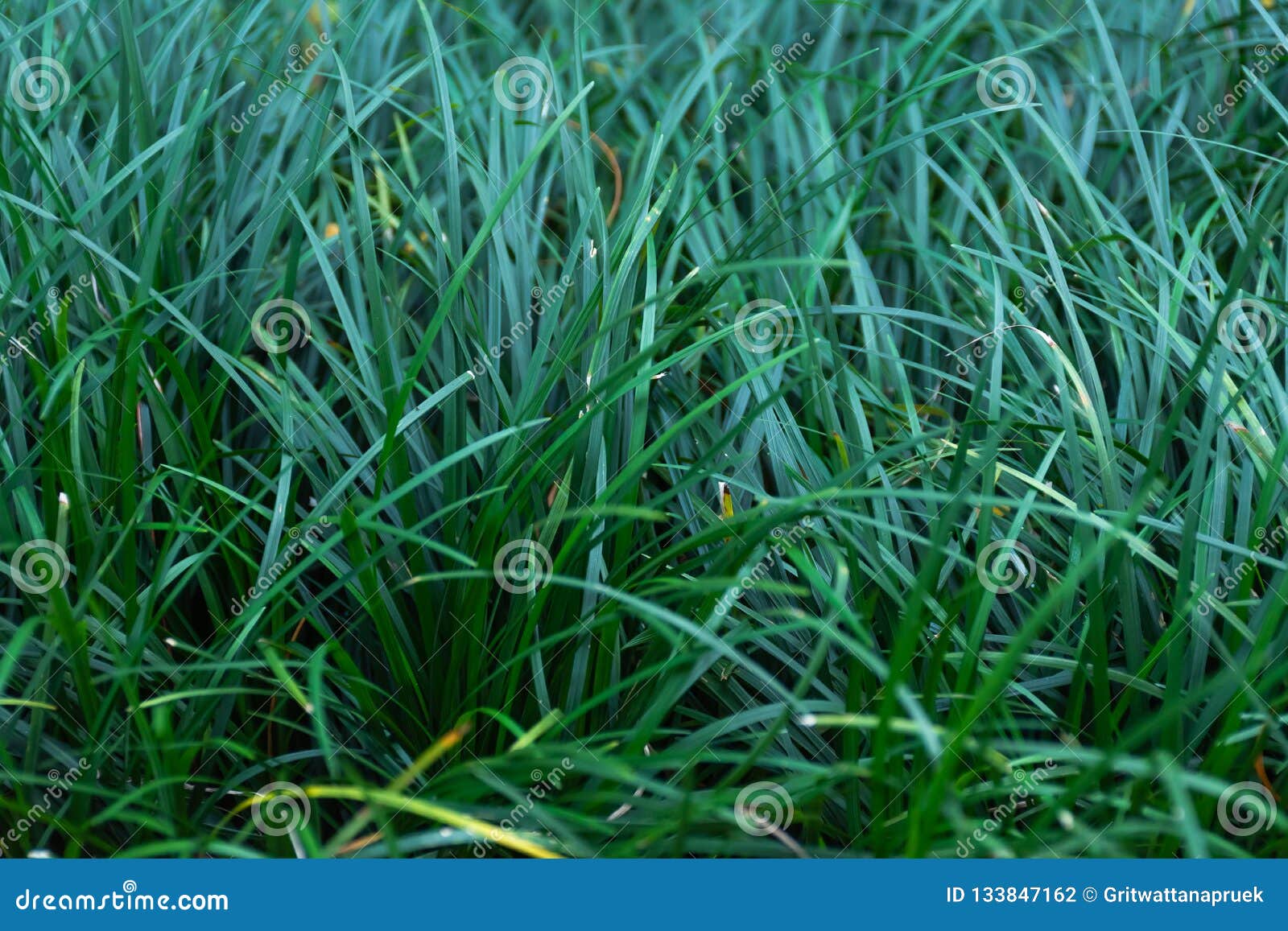 Dark Green Grass Background Stock Photo - Image of leaves, fresh: 133847162