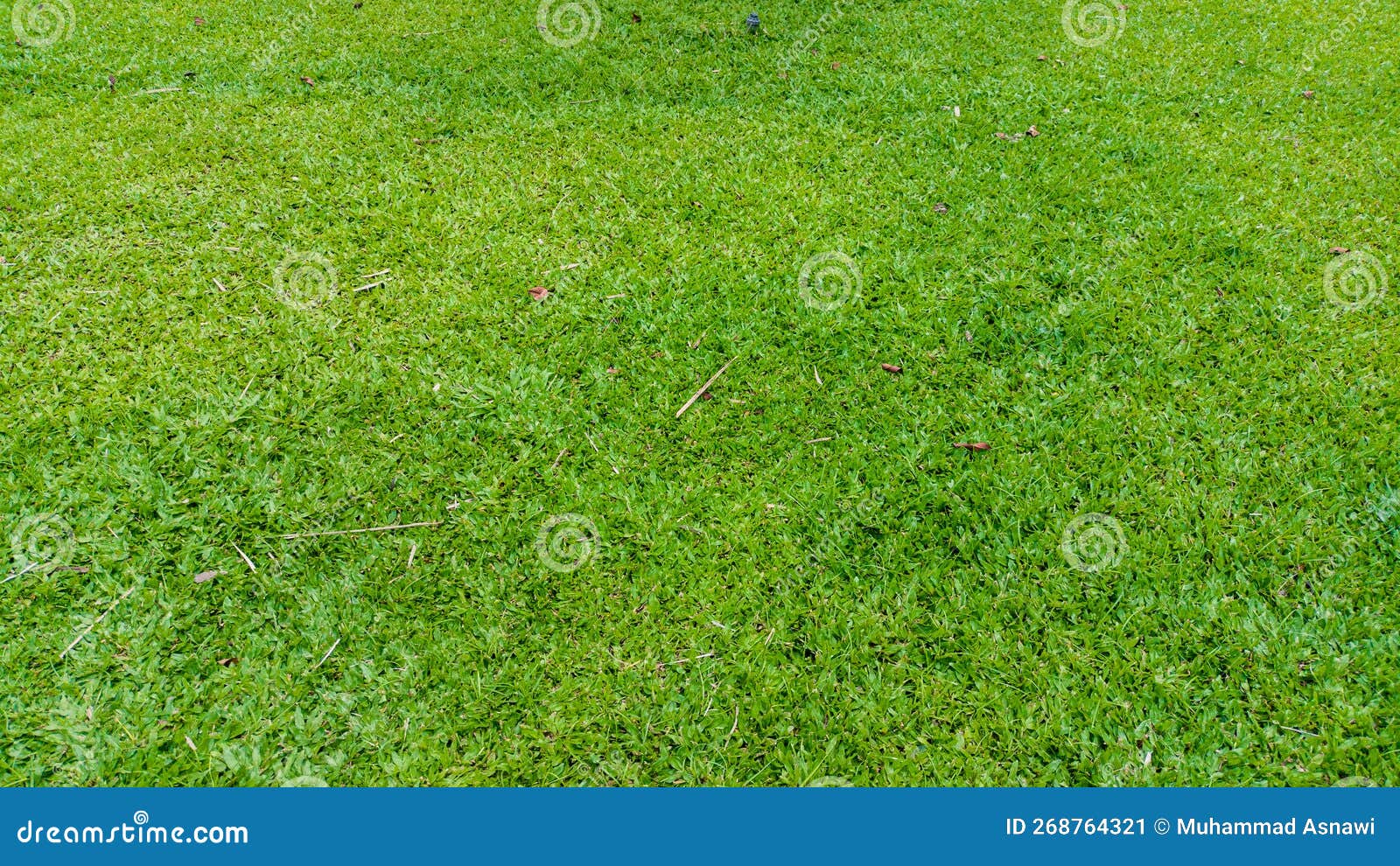 Texture of Green Grass in an Open Space on a Sunny Day Stock Image ...