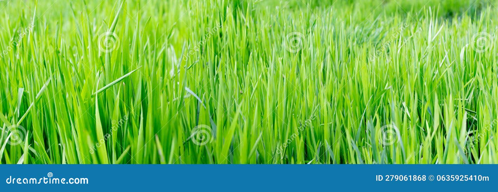 The Texture of Green Grass in the Panorama. Header Stock Photo - Image ...