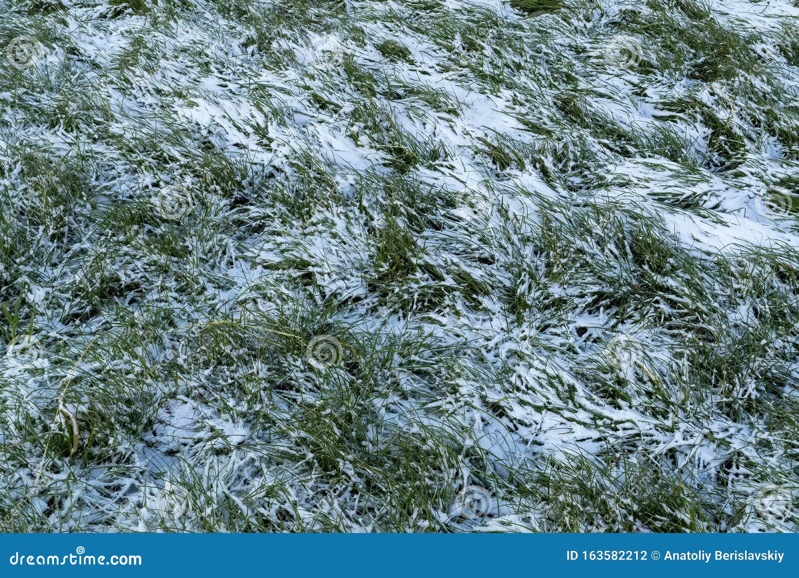 Texture of Green Grass on a Snow Covered Lawn. the First Snow on the ...