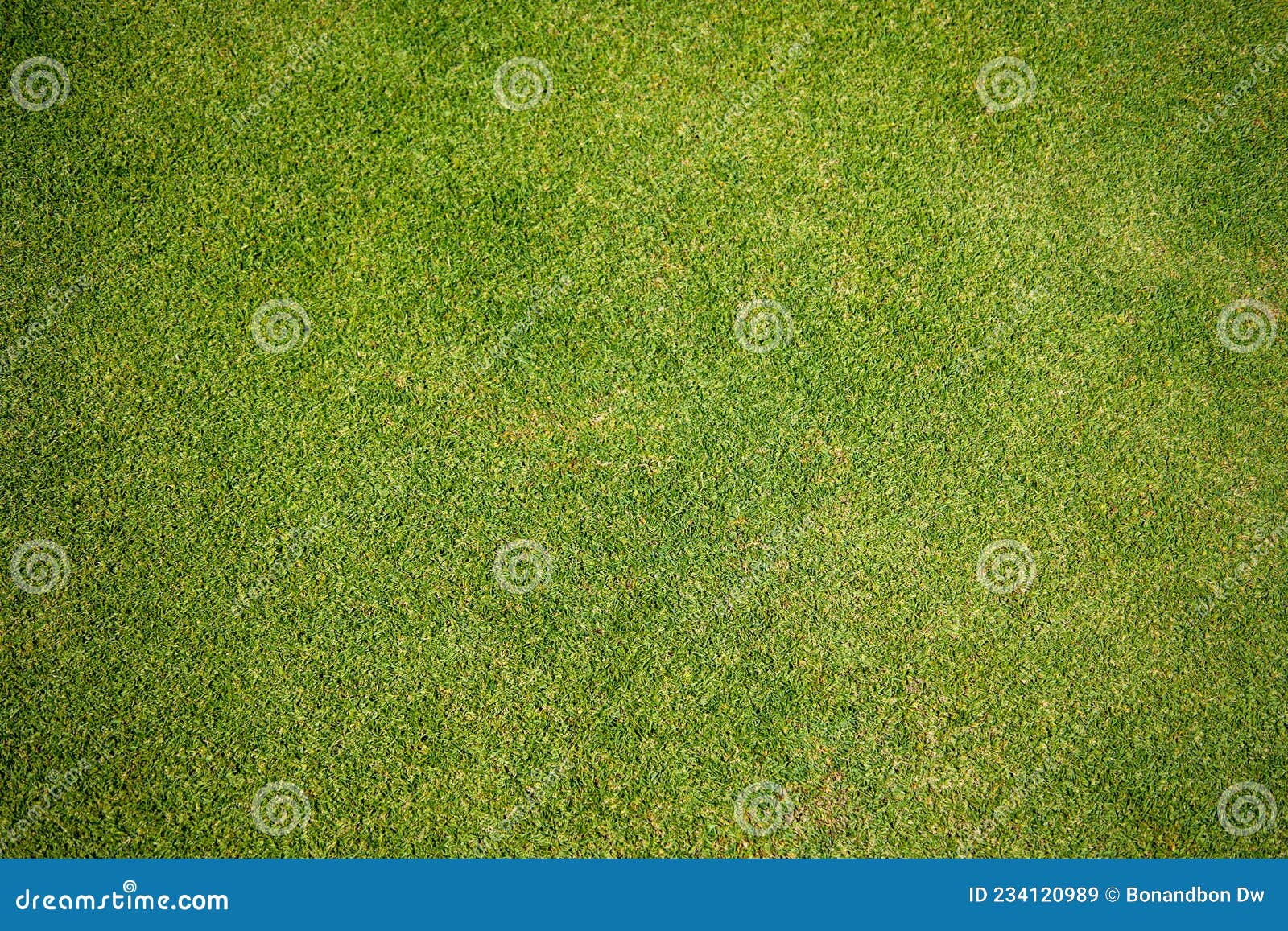 Texture of Green Grass Top View Green Lawn Stock Image - Image of ...