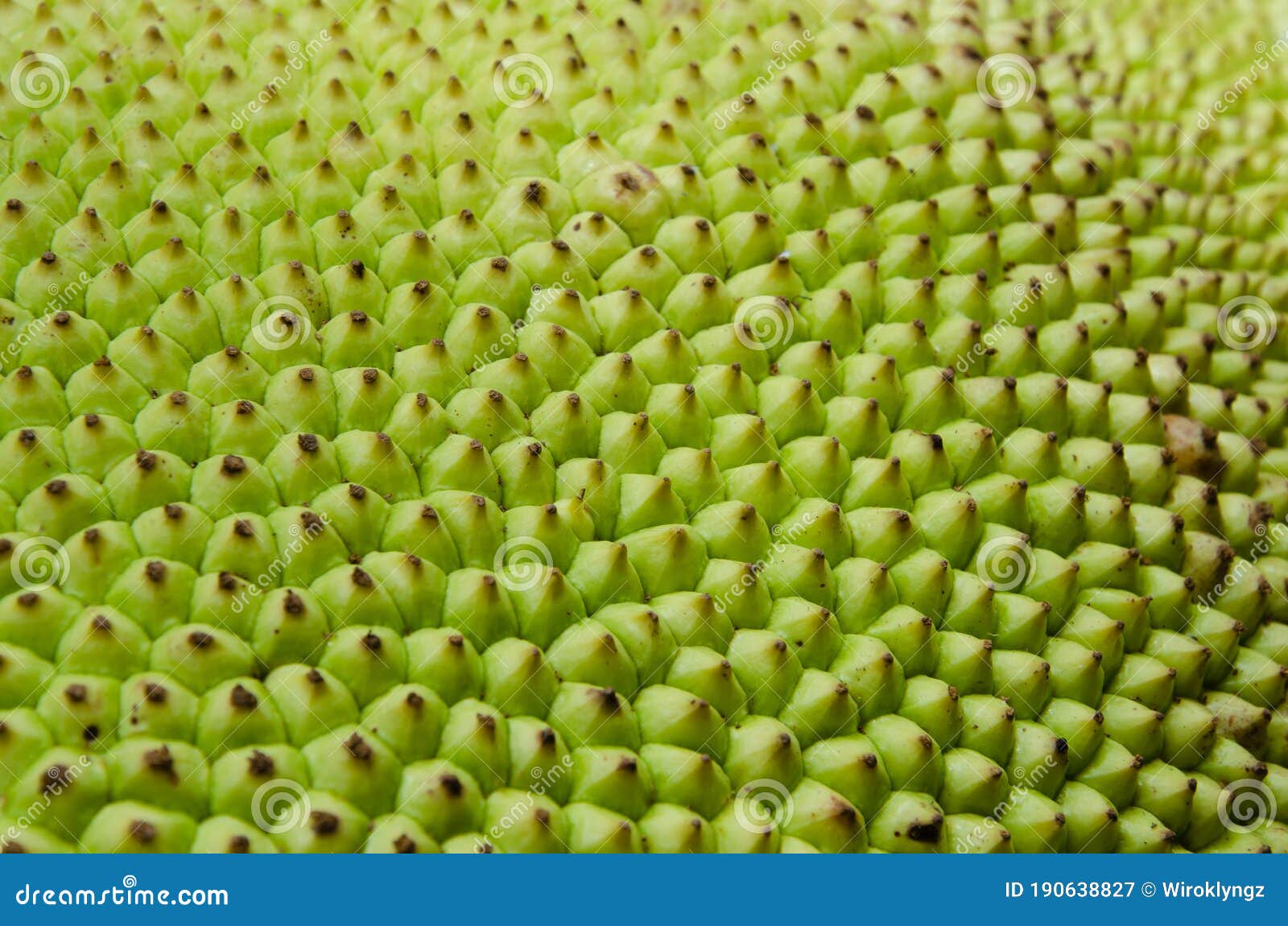 Texture of Green Jackfruit. Stock Image - Image of surface, grunge ...