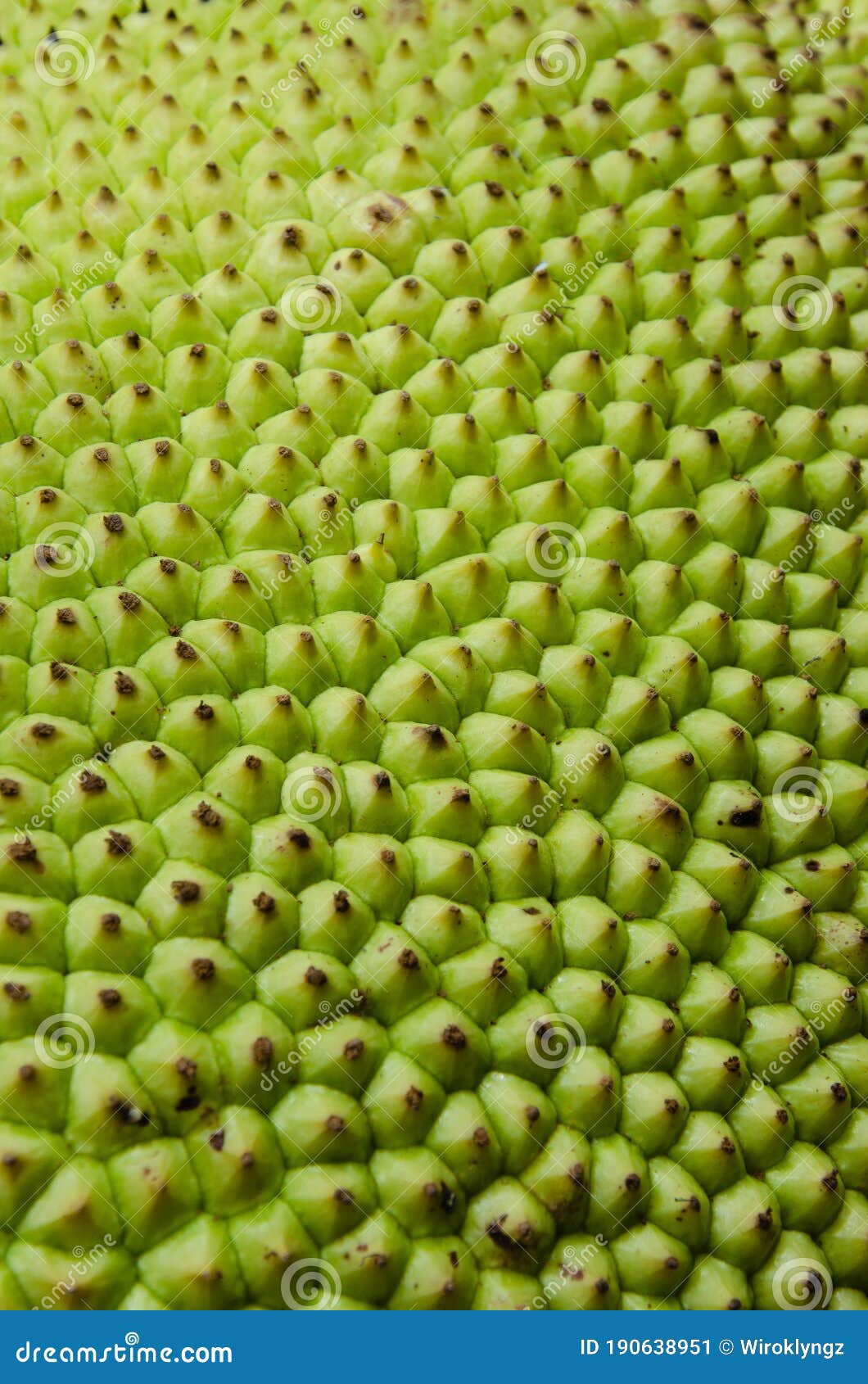 Texture of Green Jackfruit. Stock Image - Image of green, fruit: 190638951
