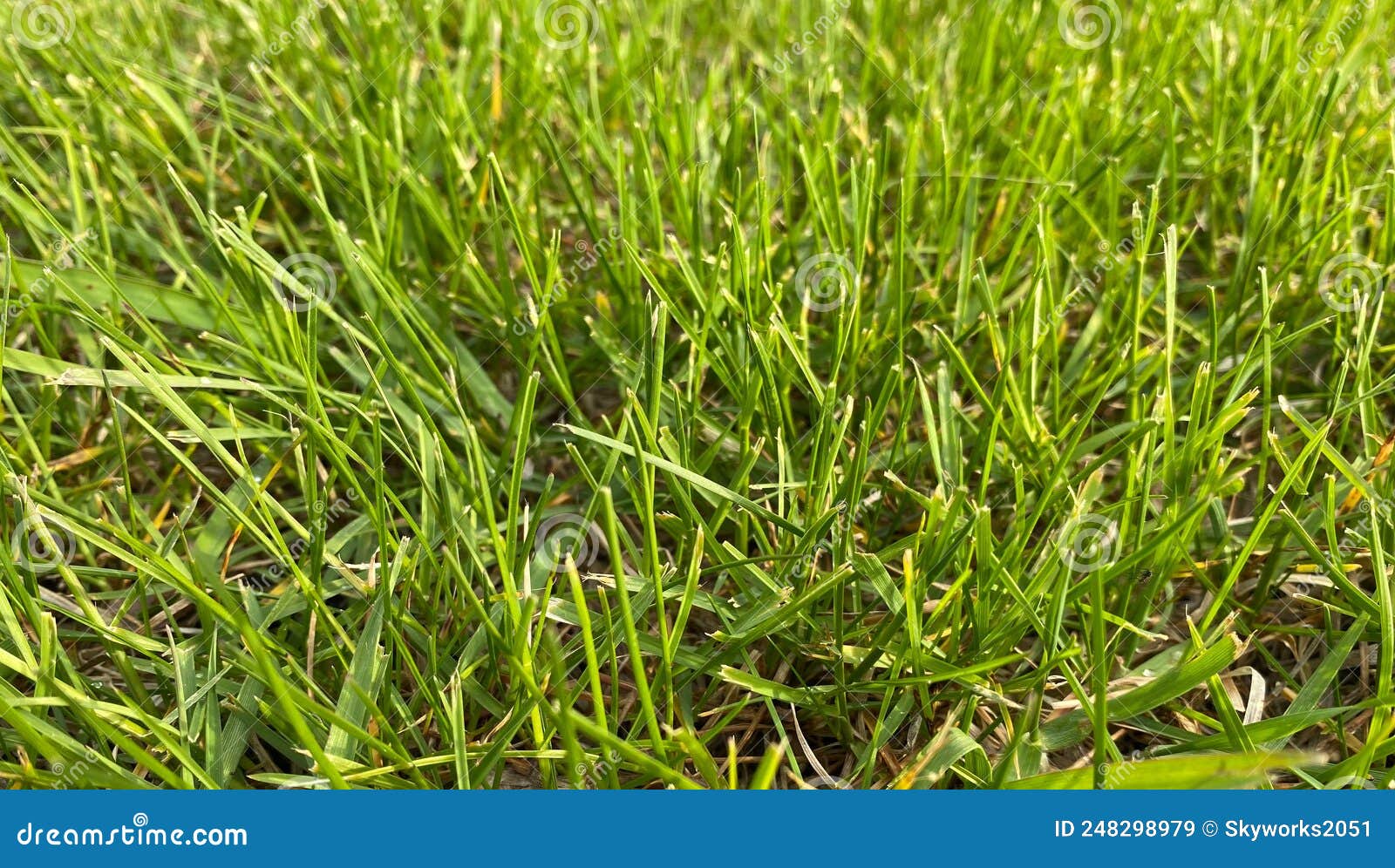 Texture Green Lawn. Stadium Grass. Whole Sheet. Fresh Green Lawn Stock ...