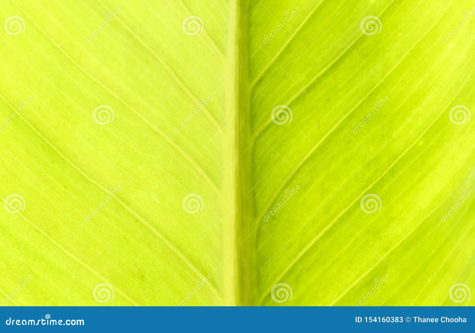 Texture of a Green Leaf As Background, Use for Design for Art Work ...