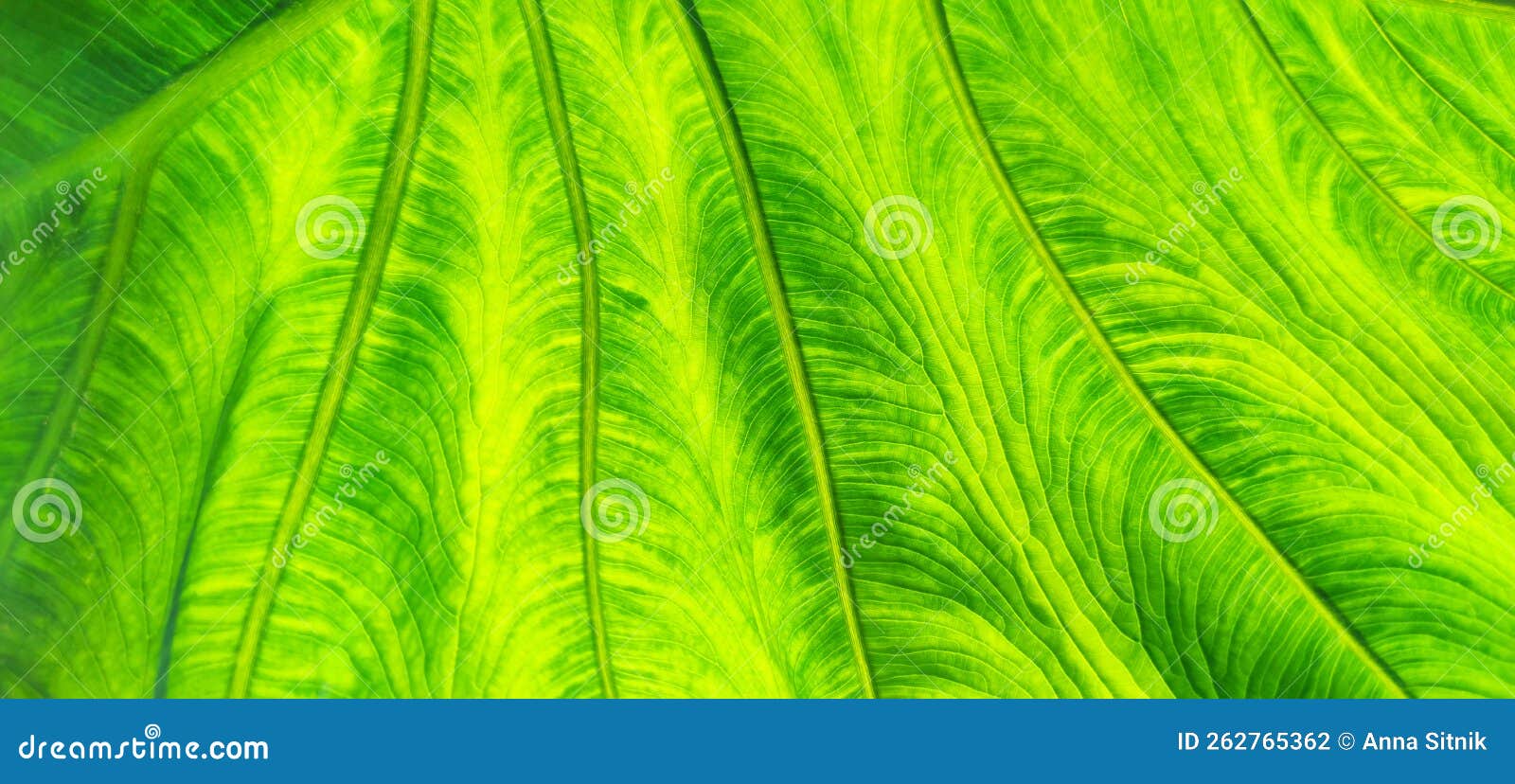 Texture of Green Leaf in Background Light. Flat Exotic Texture of Plant ...