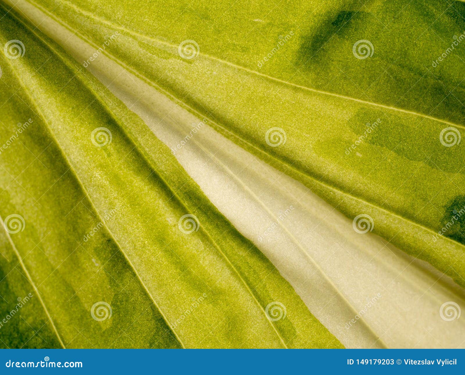 Green Leaf with Diagonal Lines Stock Image - Image of backdrop, veins ...