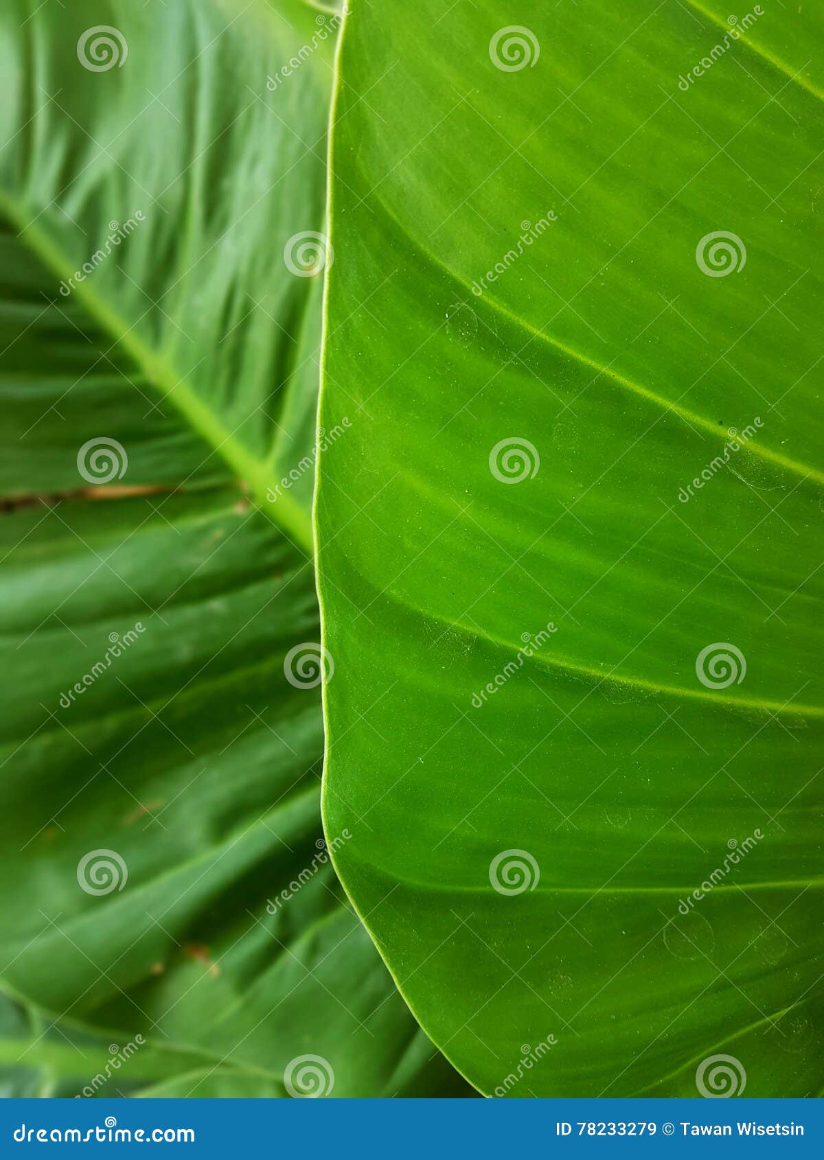 Texture of green leaf stock image. Image of nature, line - 78233279