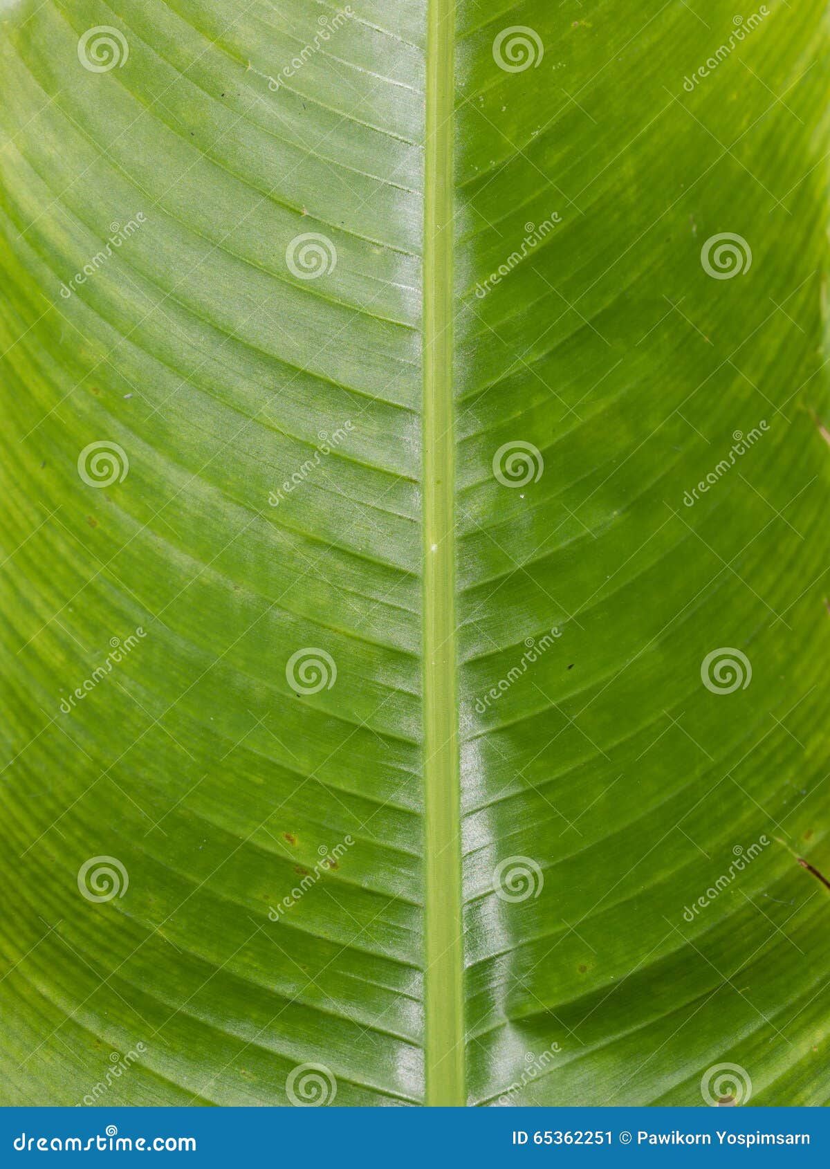 The Texture of Green Leaf Vertical Texture Stock Image - Image of ...