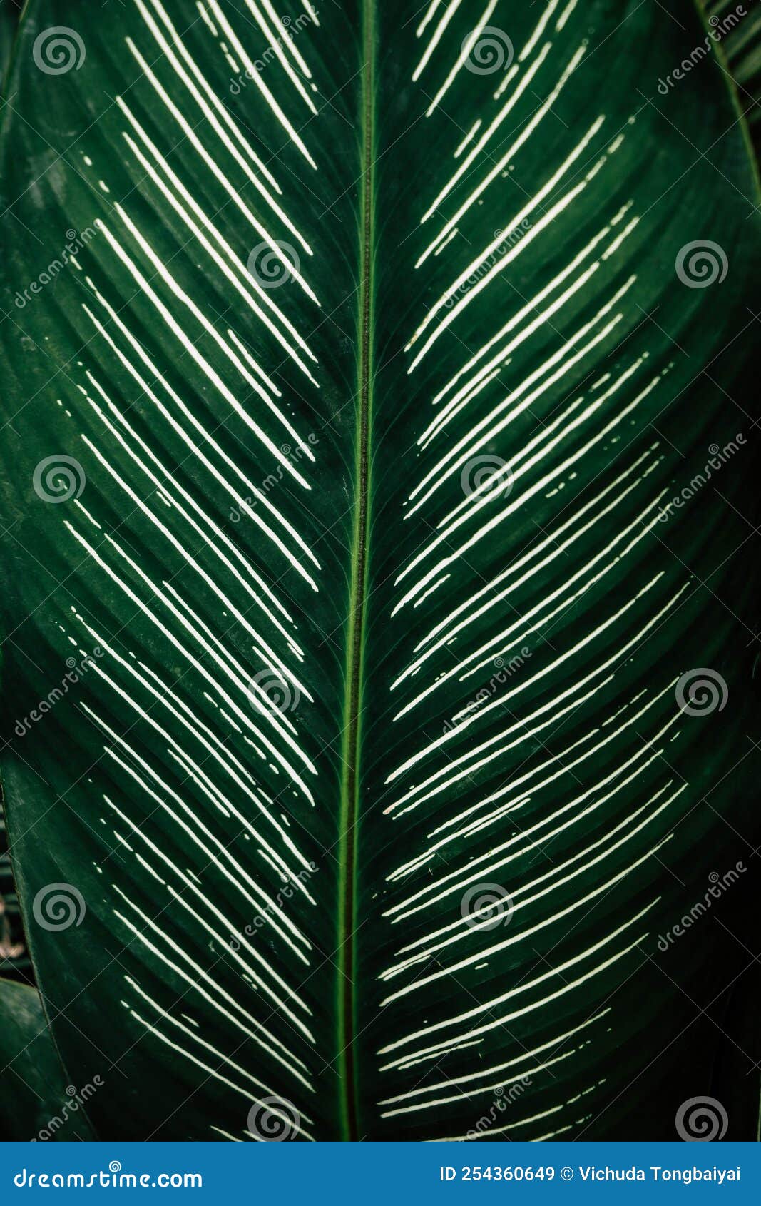 The Texture of Green Leaf with White Lines Natural Designed Stock Image ...