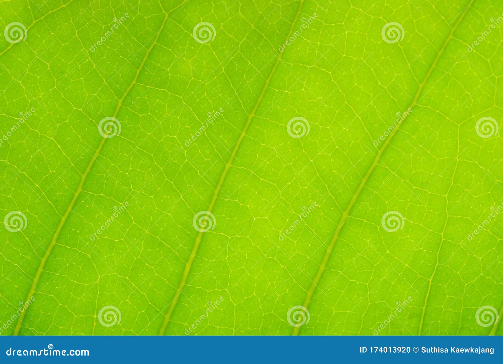 Texture of Green Leaves for Background Stock Photo - Image of leaves ...