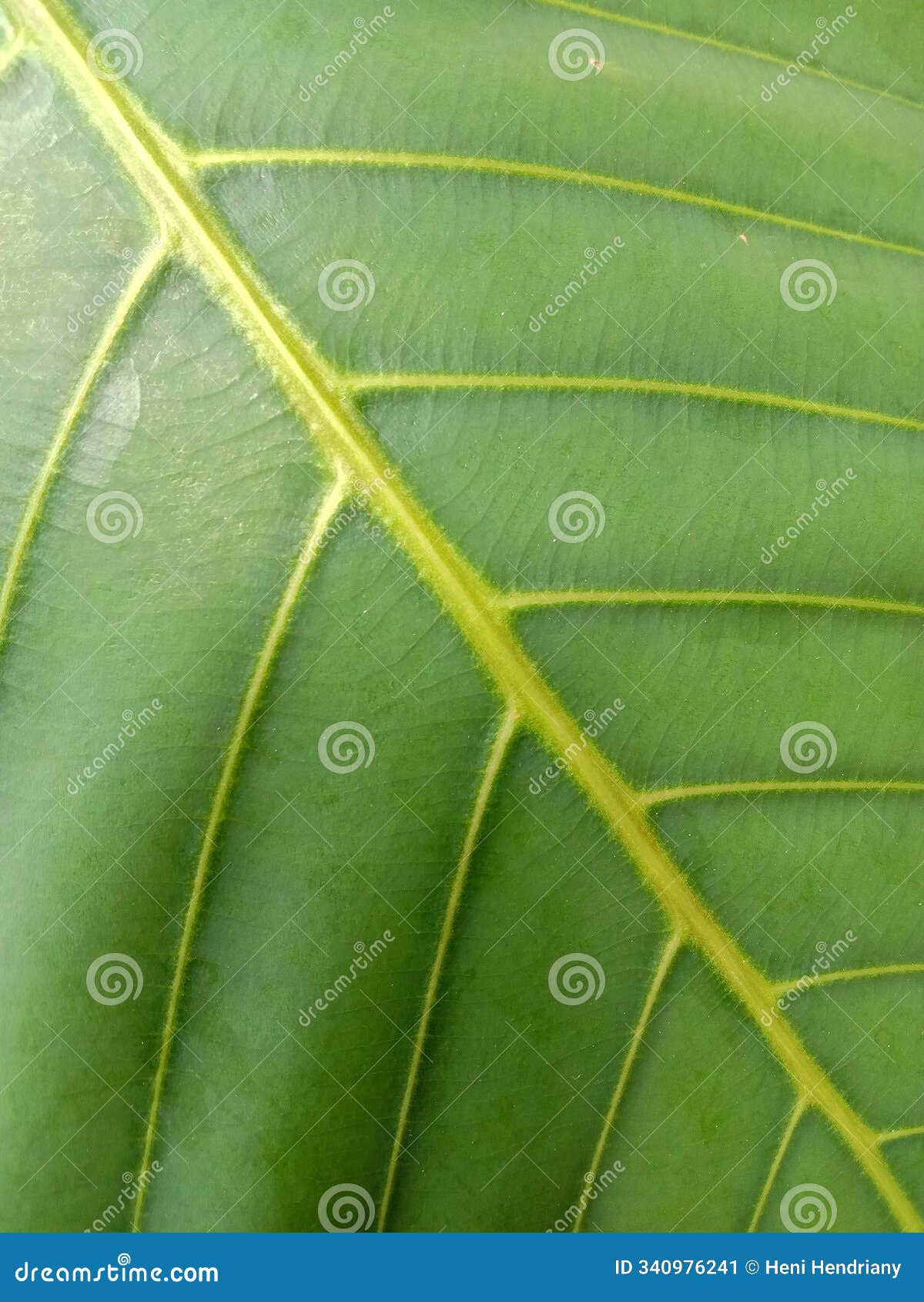 The Texture of the Green Leaves Has a Pattern of Vertical Central Leaf ...