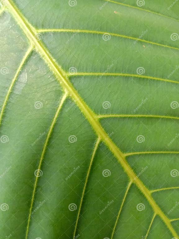 The Texture of the Green Leaves Has a Pattern of Vertical Central Leaf ...