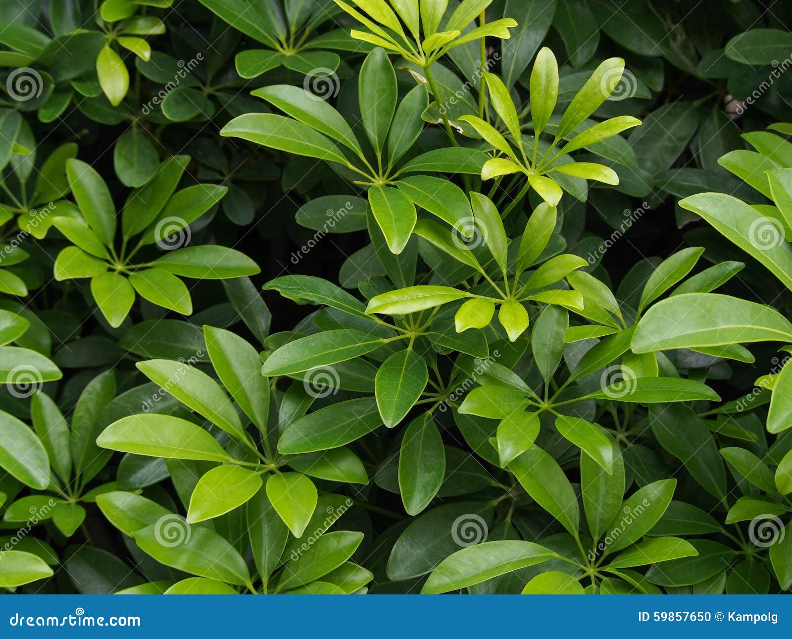 Texture of Green Leaves with Oval Shape Stock Photo - Image of stem ...